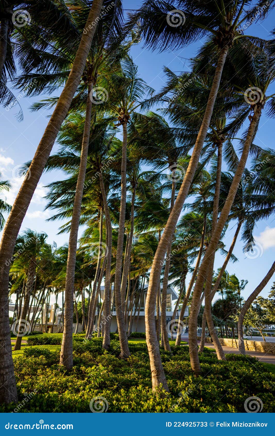 Tall Palm Trees in Miami Beach Stock Image - Image of beach, tree ...