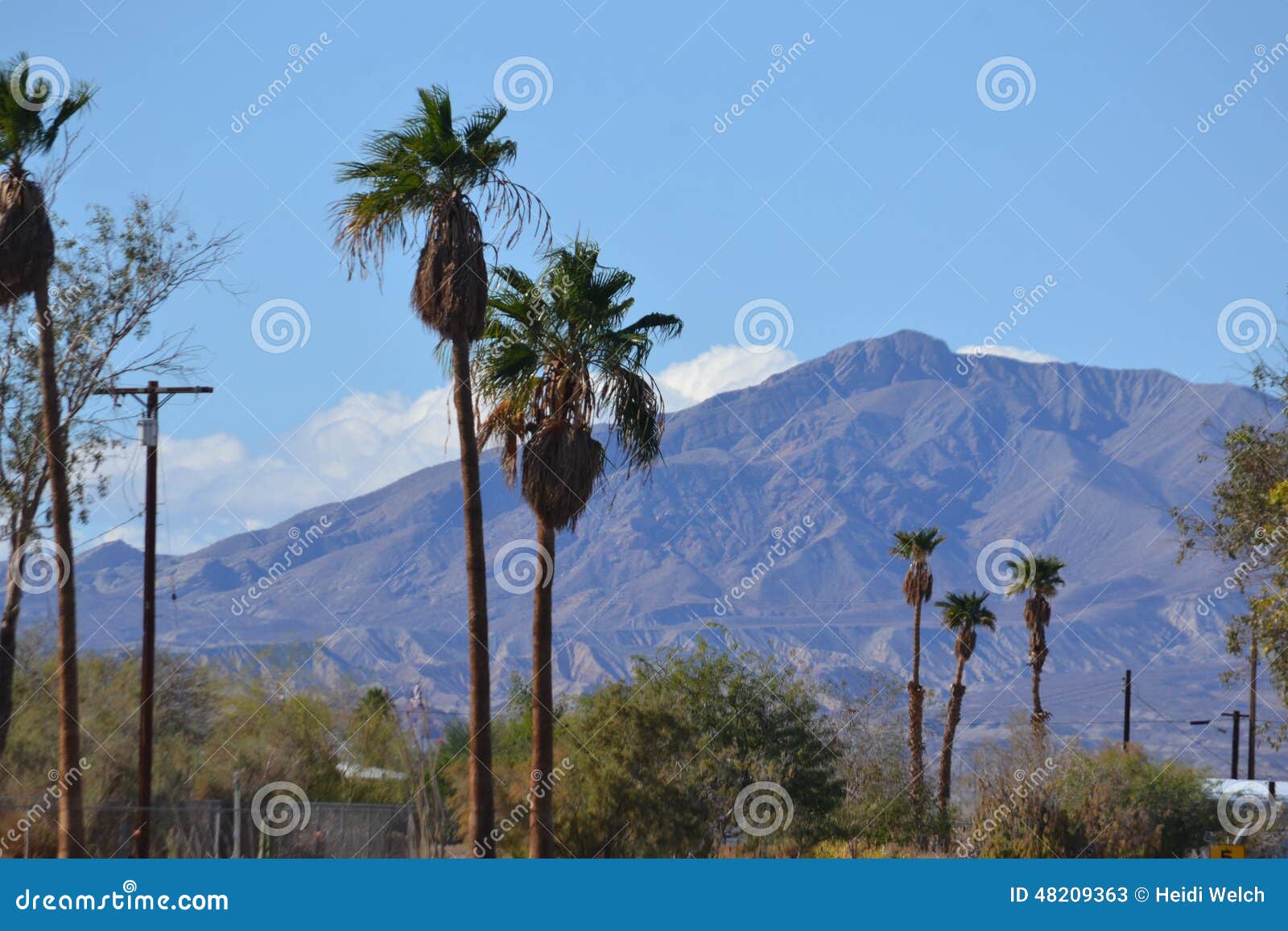 Tall Palm Trees with Mountain Stock Image - Image of brush, mountain ...