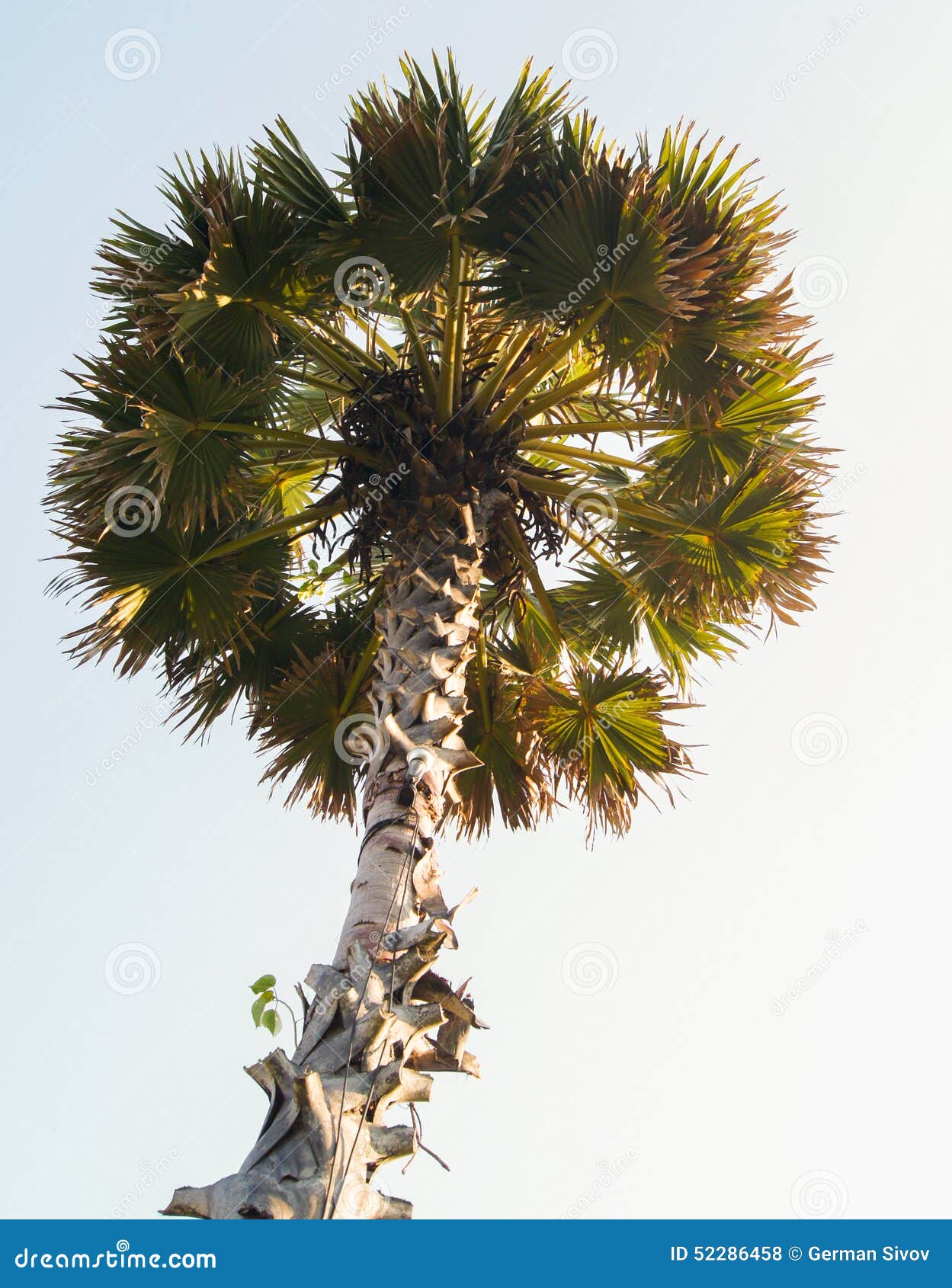 Tall palm trees stock photo. Image of tall, crown, climate - 52286458