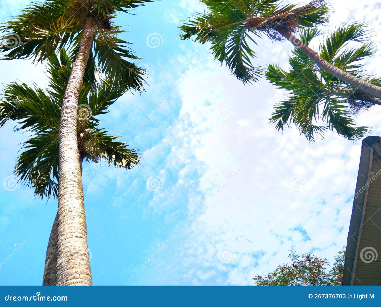 Tall Palm Trees stock image. Image of blue, vegetation - 267376703