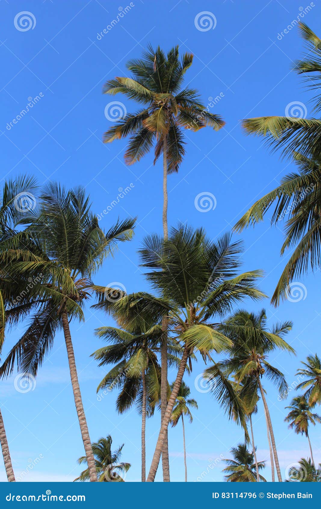 Tall Palm Trees on a Sunny Day in Venezuela Stock Photo - Image of ...