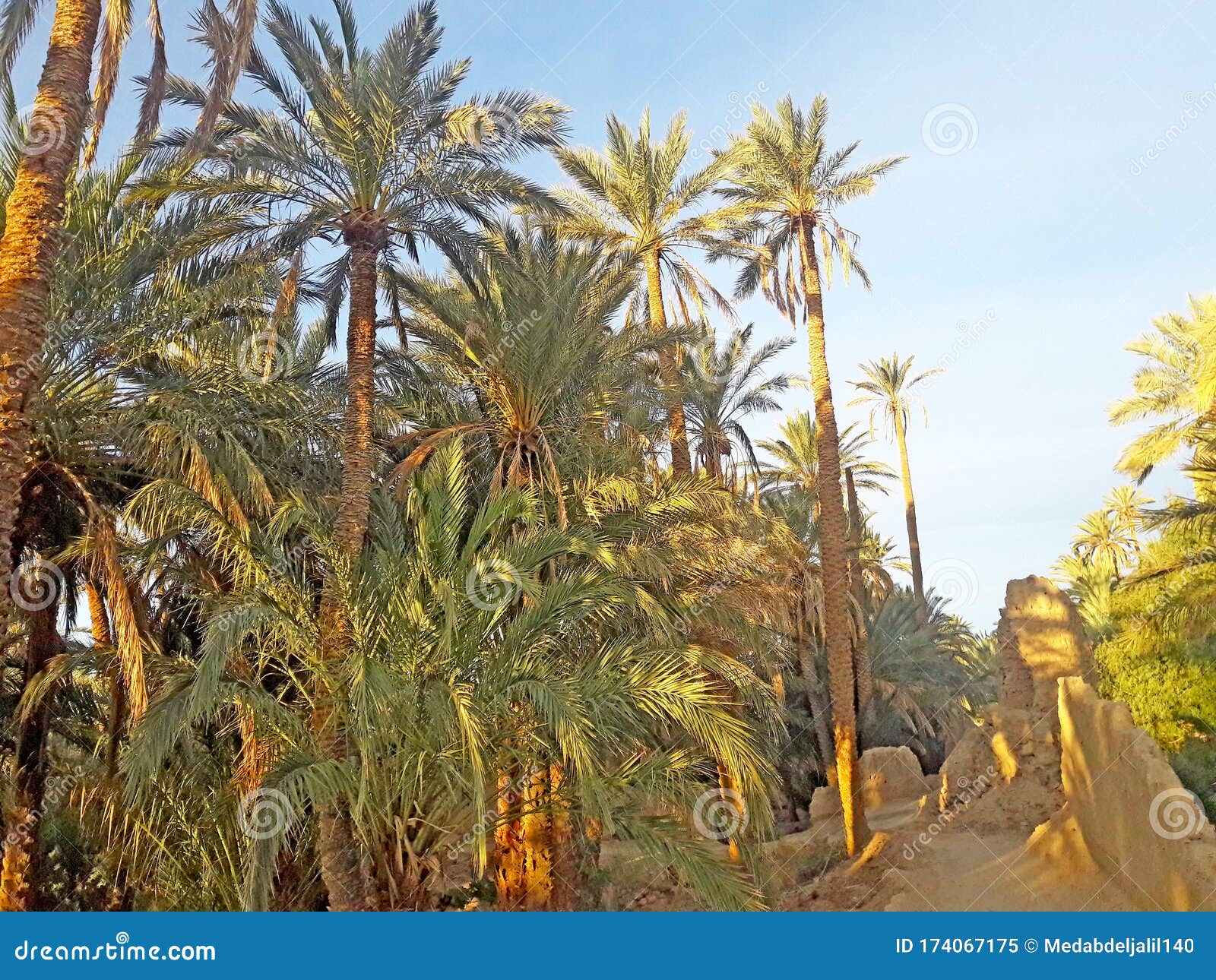 A Group of Tall Palm Trees in the Oasis of Figuig Stock Image - Image ... A Group of Tall Palm Trees in the Oasis of Figuig Stock Image - Image ...