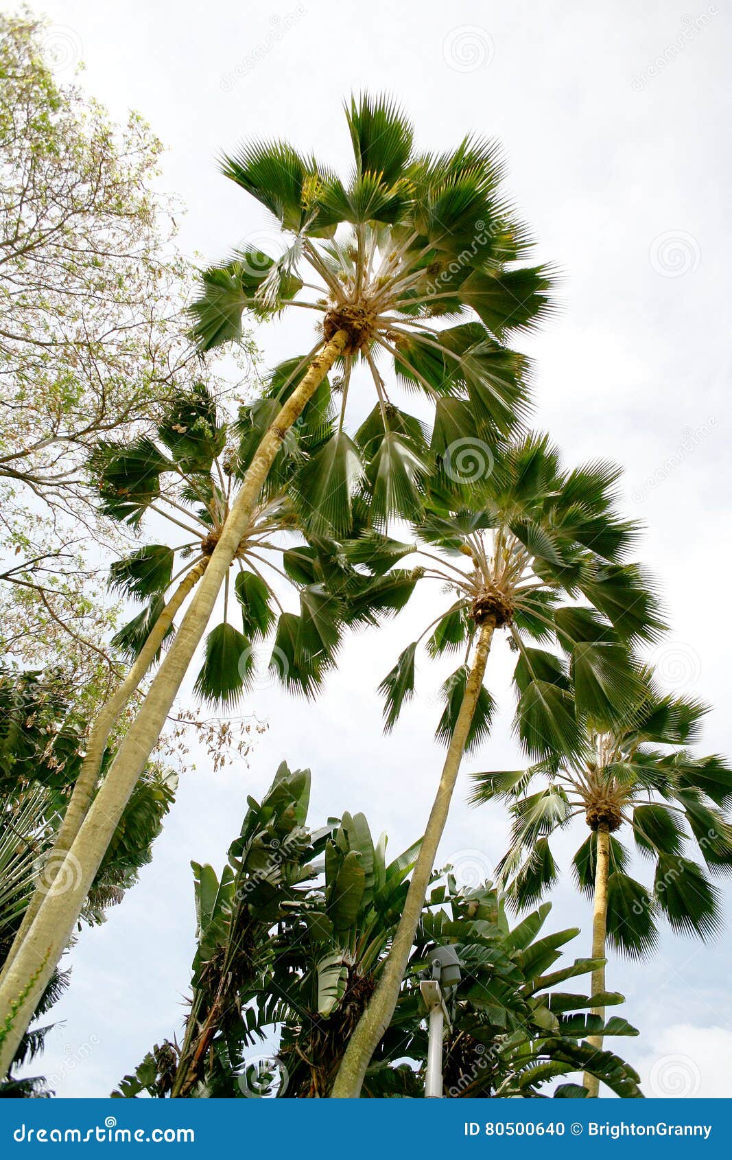 Tall palm trees stock photo. Image of trunk, pacific - 80500640
