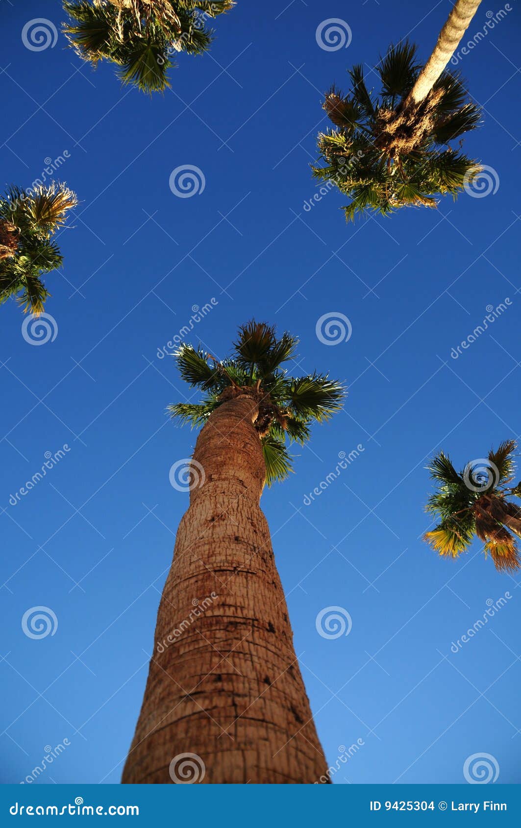 Tall Palms stock photo. Image of limb, caribbean, florida - 9425304