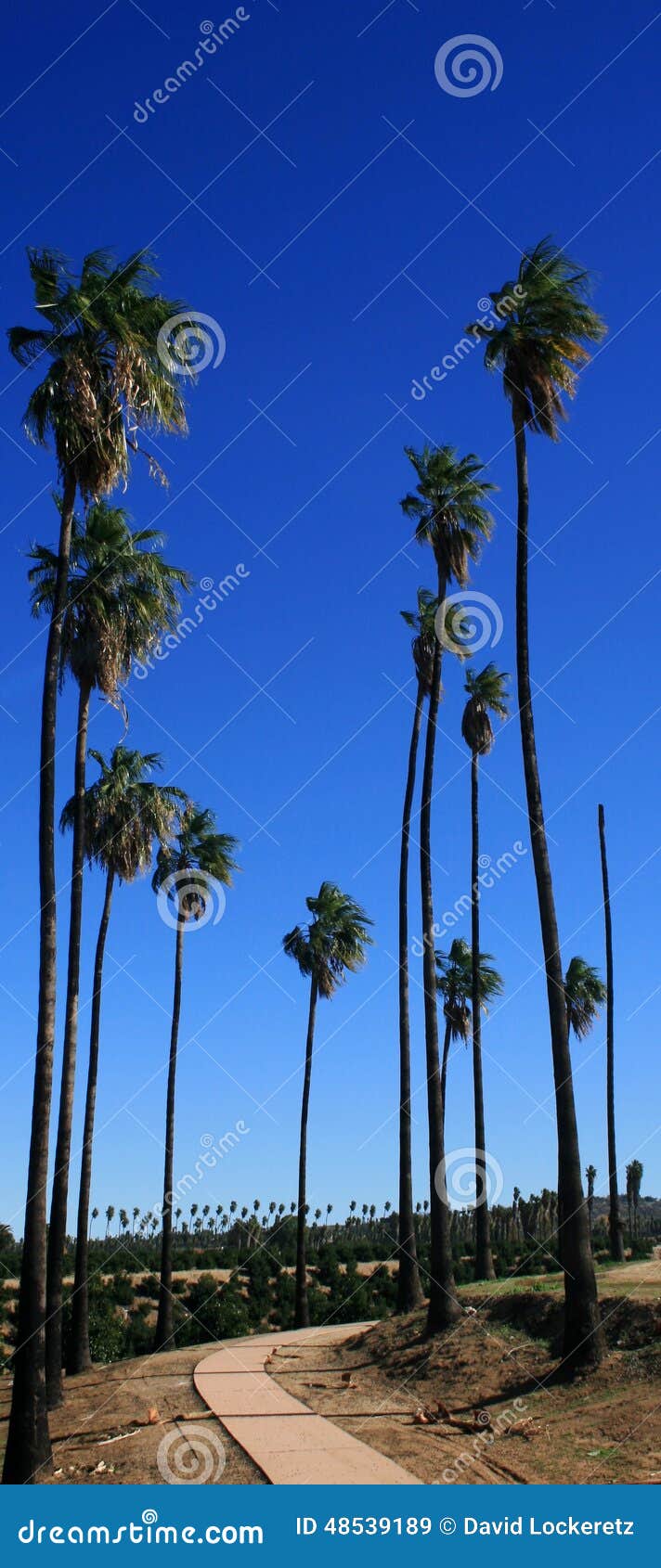 Tall Palms stock image. Image of green, botany, landscape - 48539189
