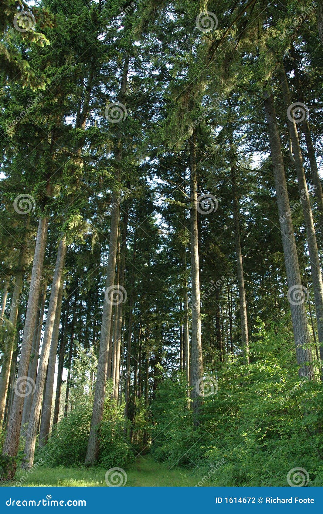 Tall Pine Forest stock photo. Image of land, firs, tree - 1614672