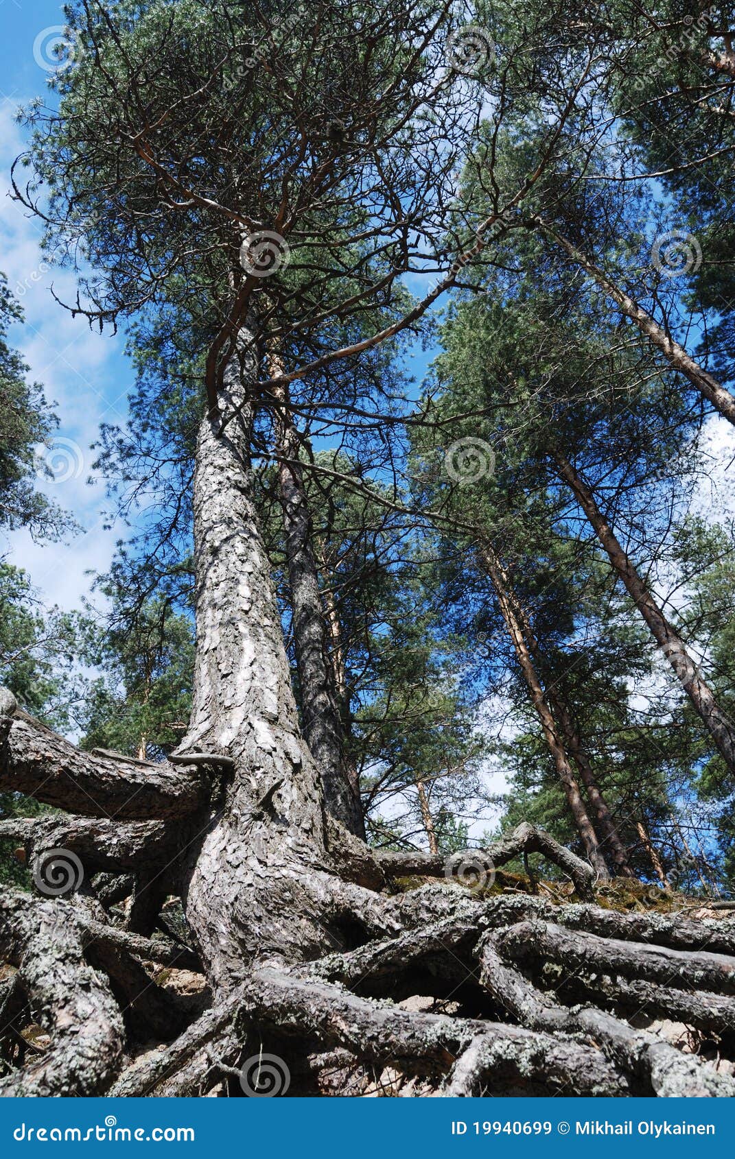 Tall Pine with Overgrown Tree Roots Stock Image - Image of strength ...