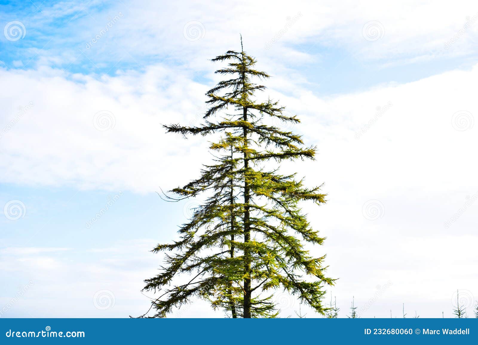 Tall Pine Scraggly Standing Alone Forest Stock Photo - Image of forest ...