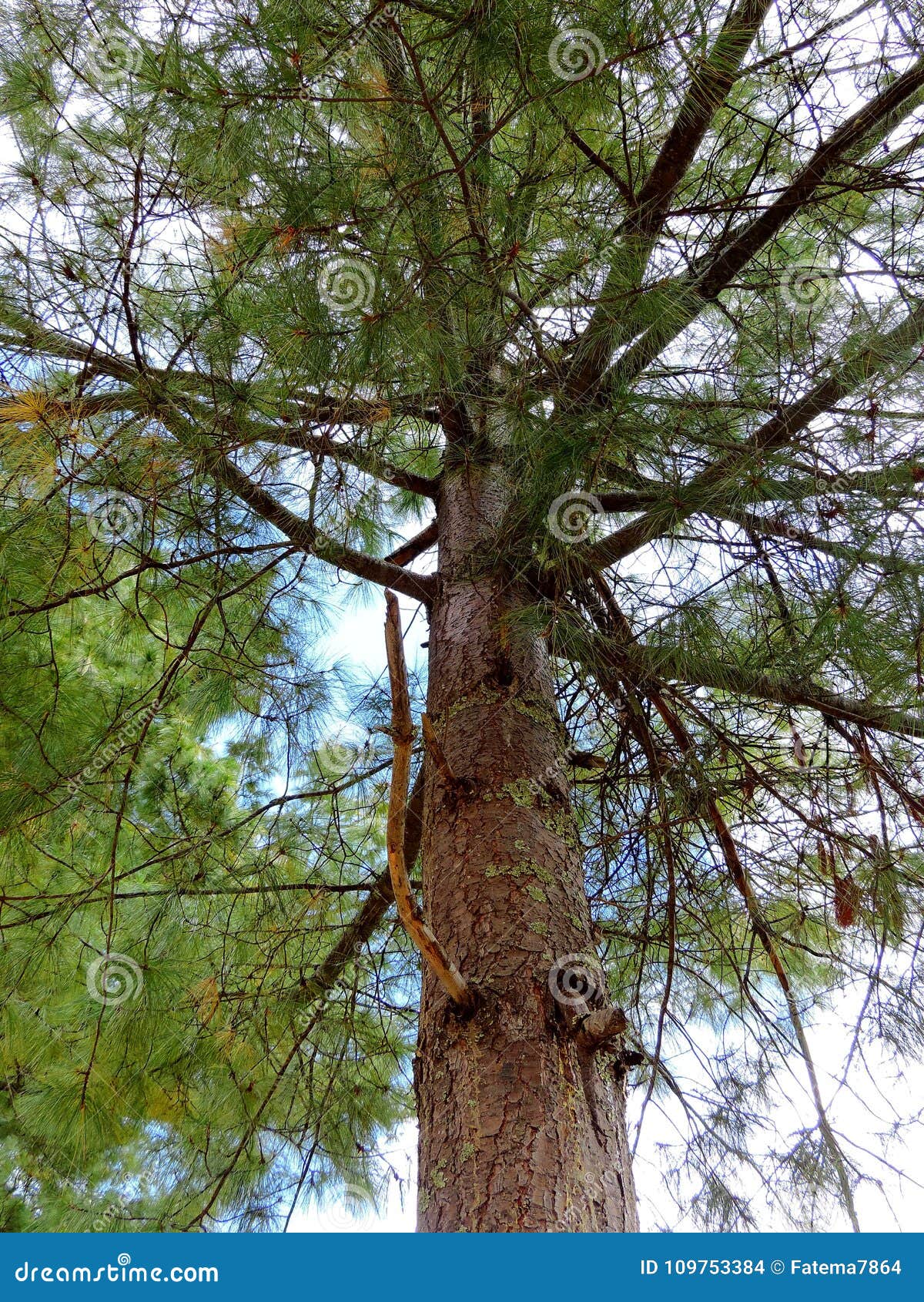Blooming Pine Tree in Bhutan Stock Photo - Image of trees, tall: 109753384