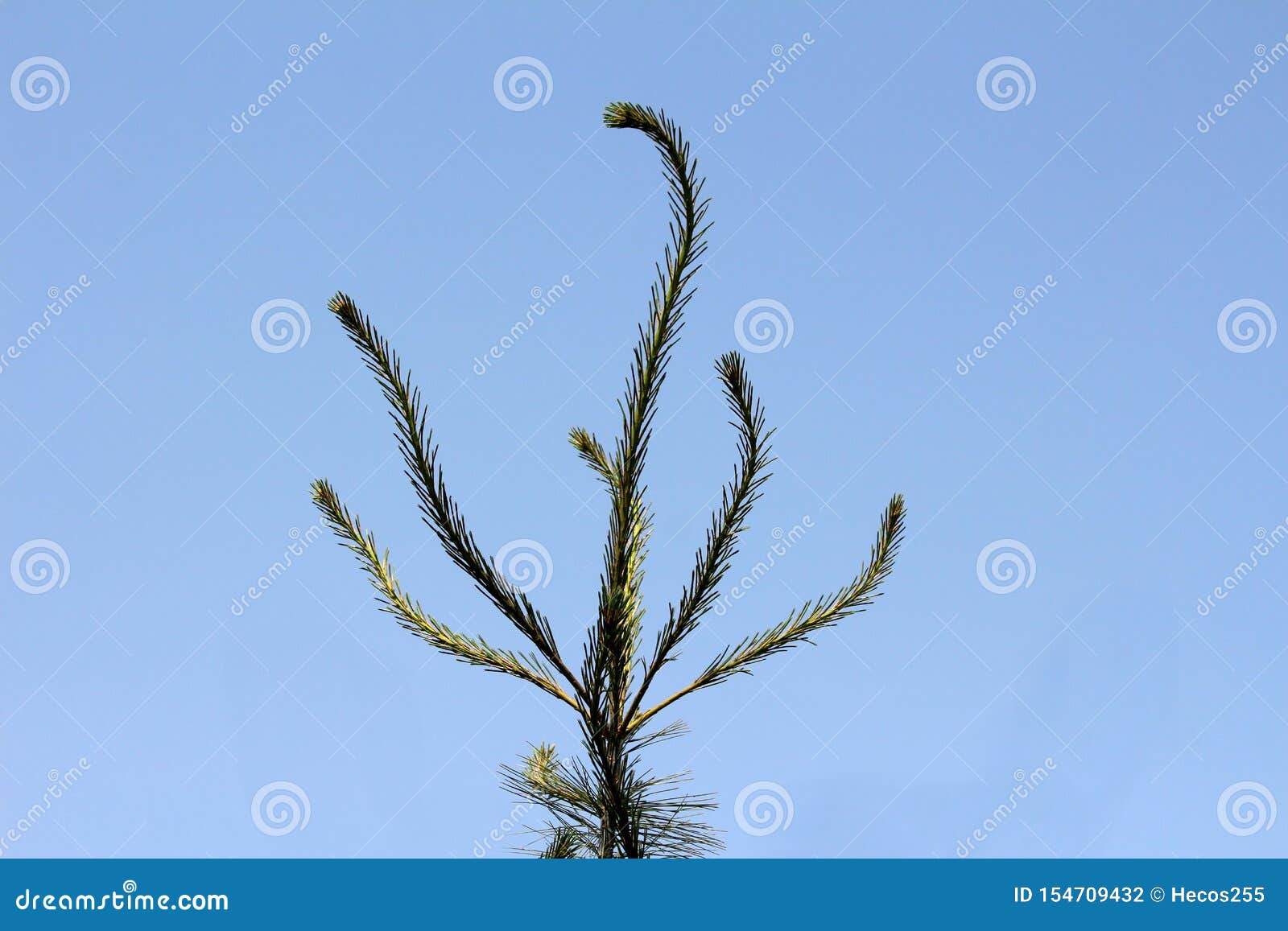 Tall Pine Tree Branches Full of Dark Green Needles Growing in Various ...