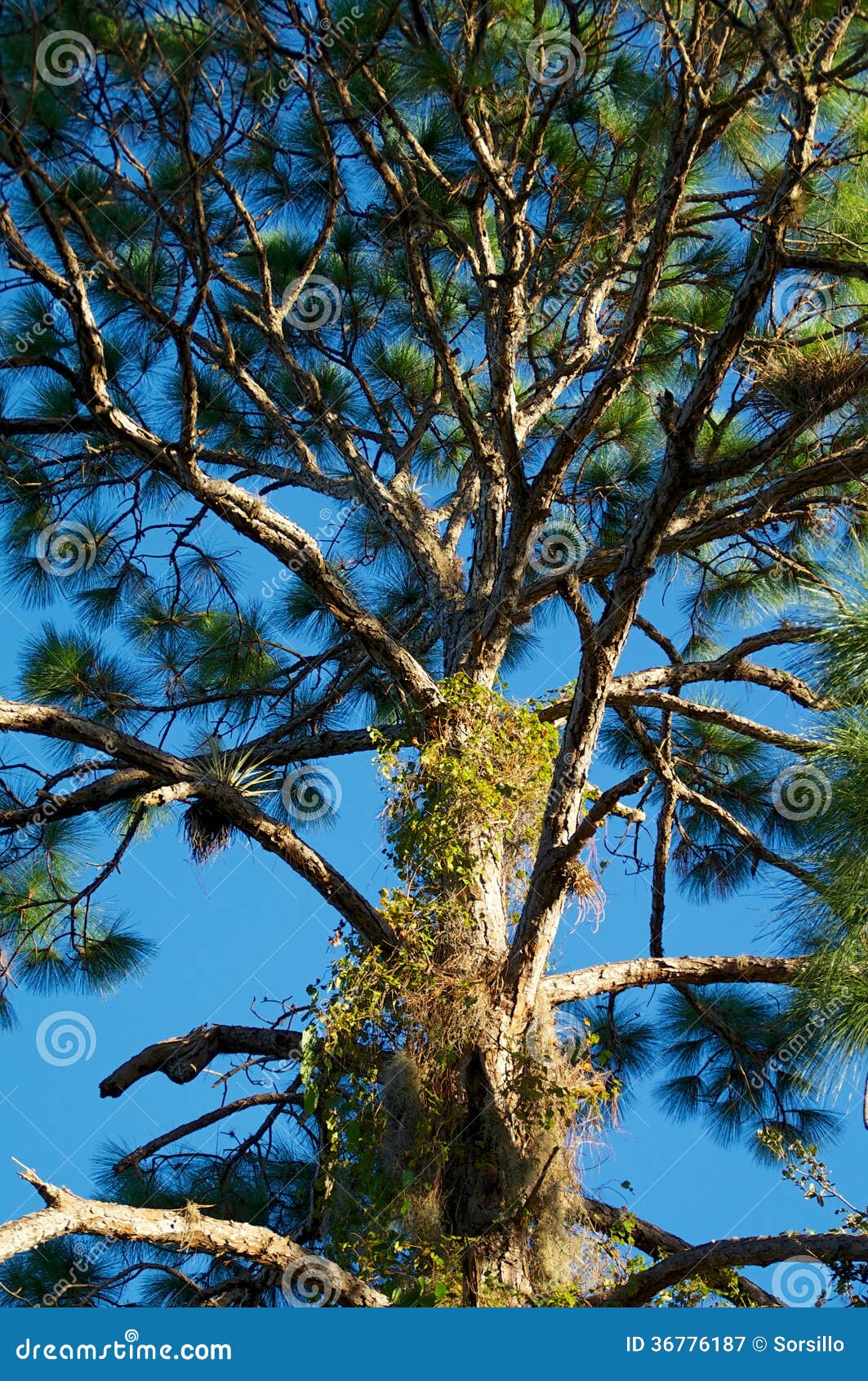 Tall pine tree branches stock image. Image of blue, trunk - 36776187