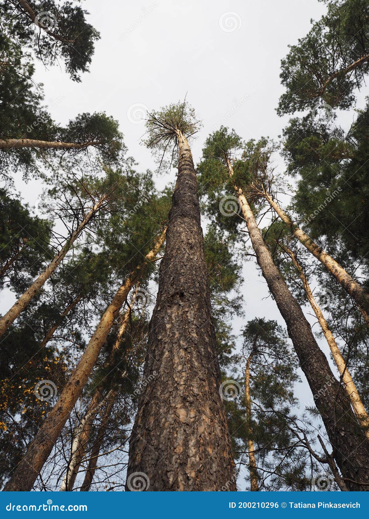 117 Russian Pine Bark Spring Stock Photos - Free & Royalty-Free Stock ...