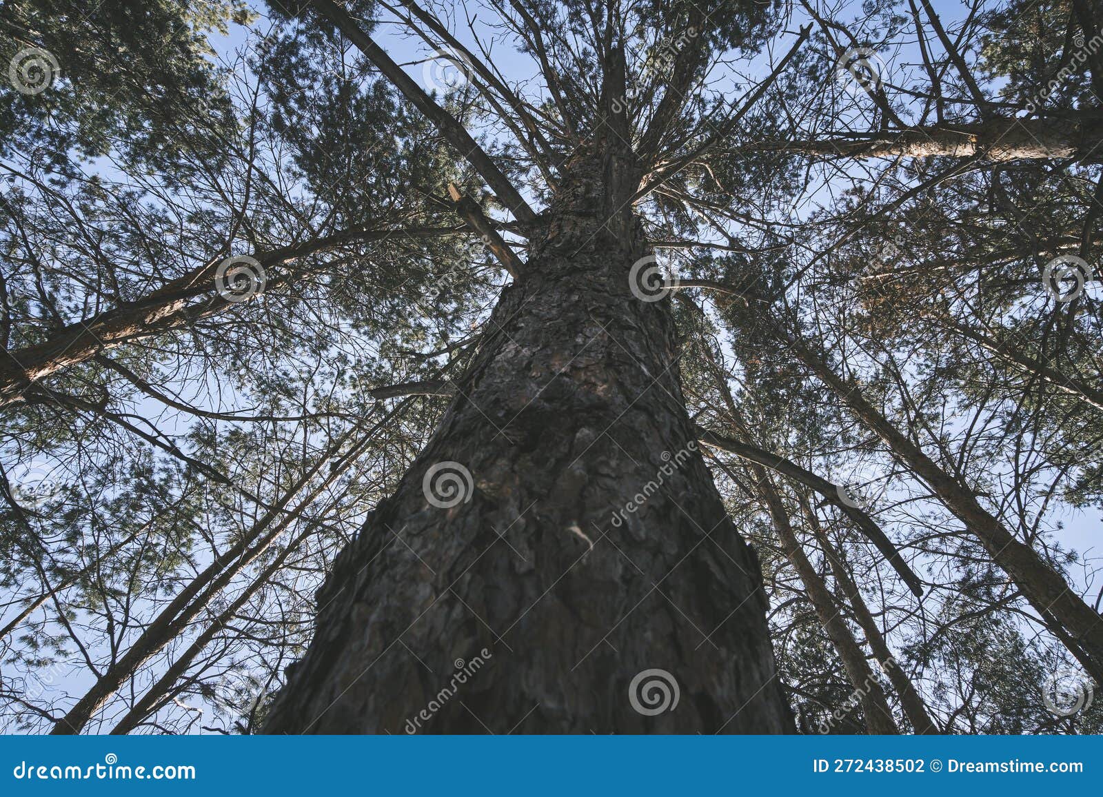 Tall Pine Tree in Forest in Closeup with View from Below. Stock Photo ...