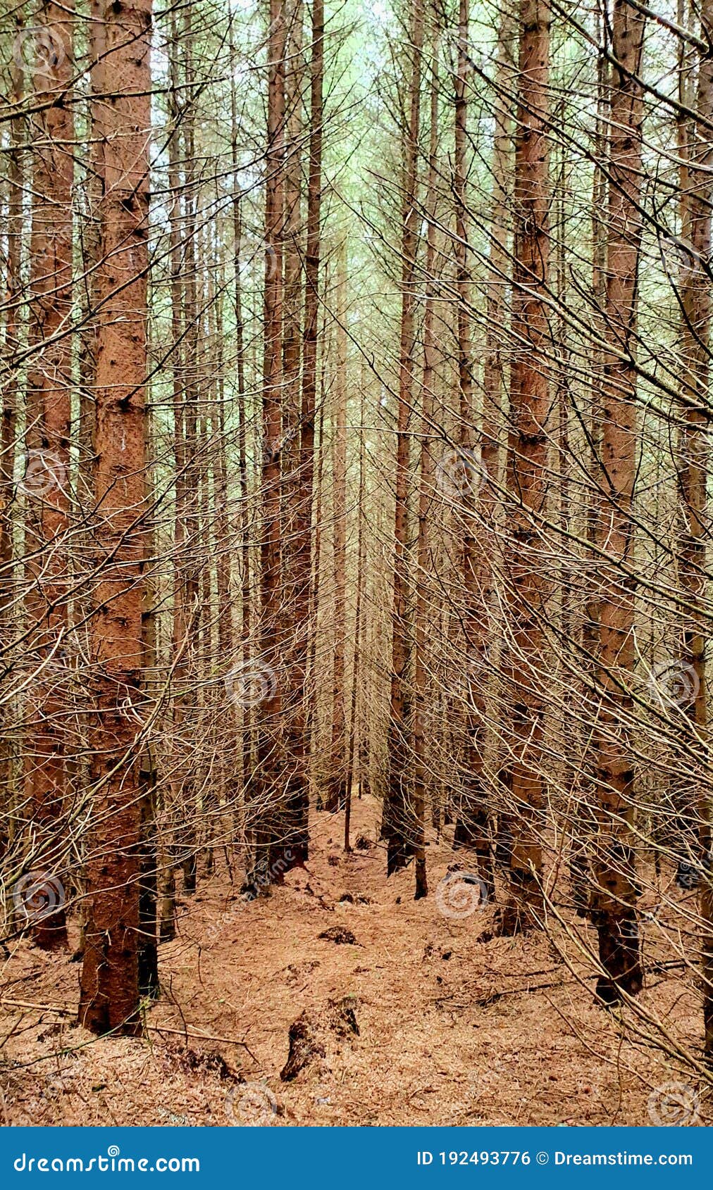 Tall Pine Tree Forest Trail Stock Photo - Image of tall, trail: 192493776