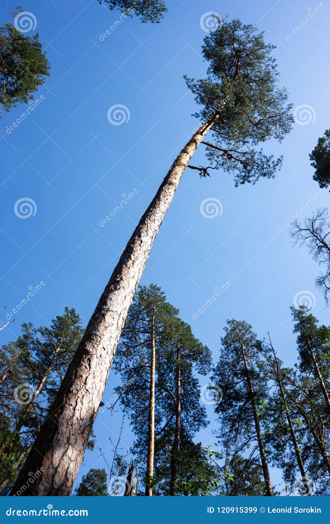 Tall Pine Tree in the Forest Under Blue Sky, Bottom View Wide Angle ...