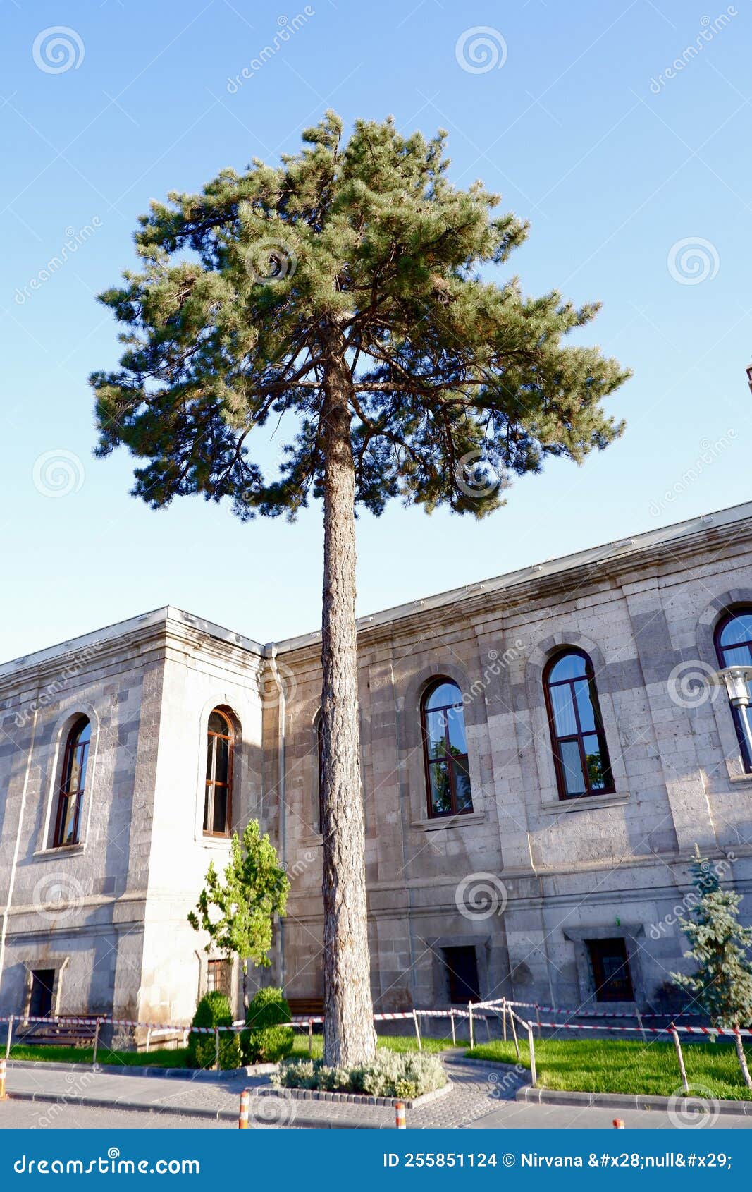 Tall Pine Tree in Front of the Building Stock Photo - Image of building ...
