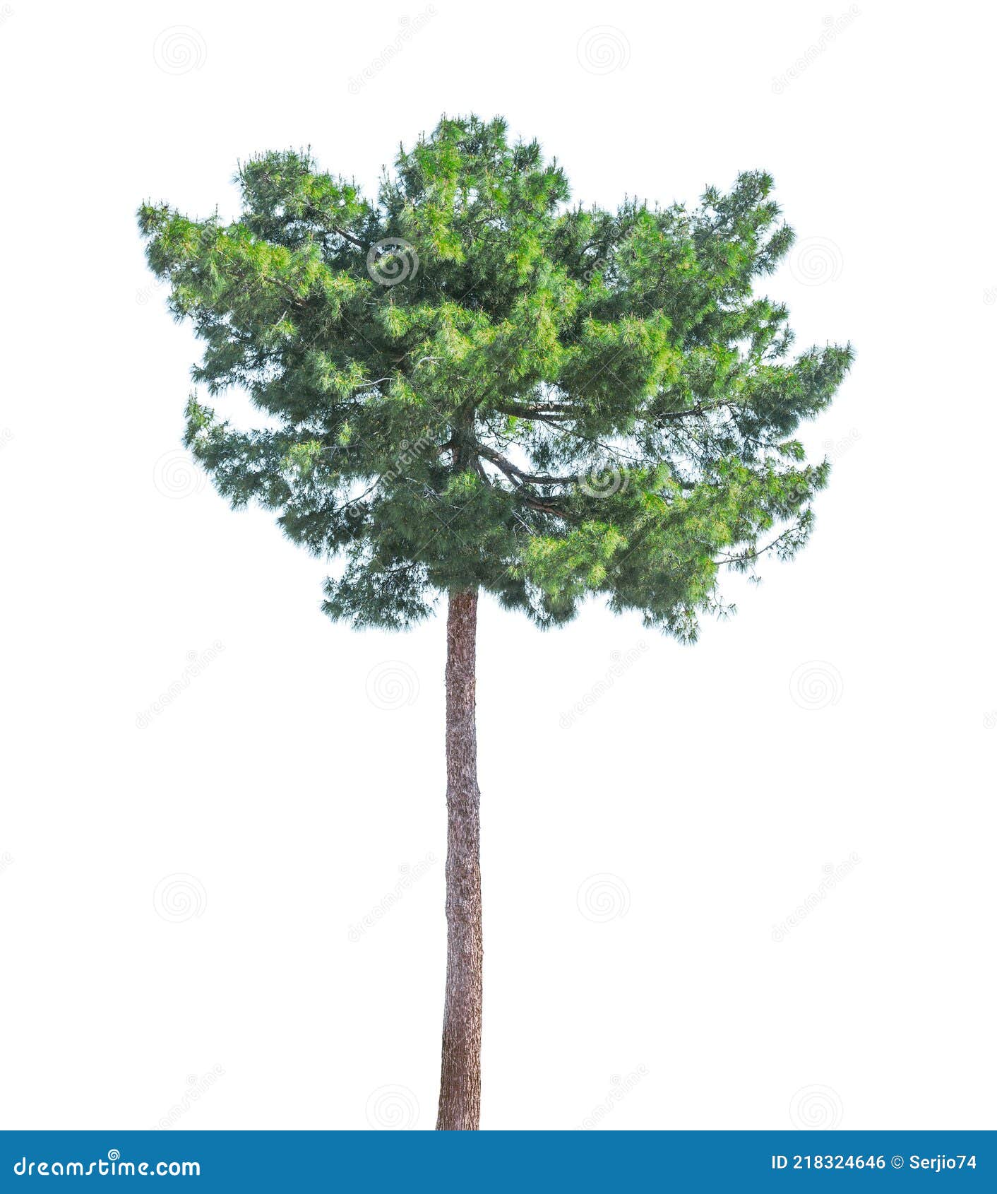 Tall Pine Tree Isolated on White. Stock Photo - Image of pine, foliage ...