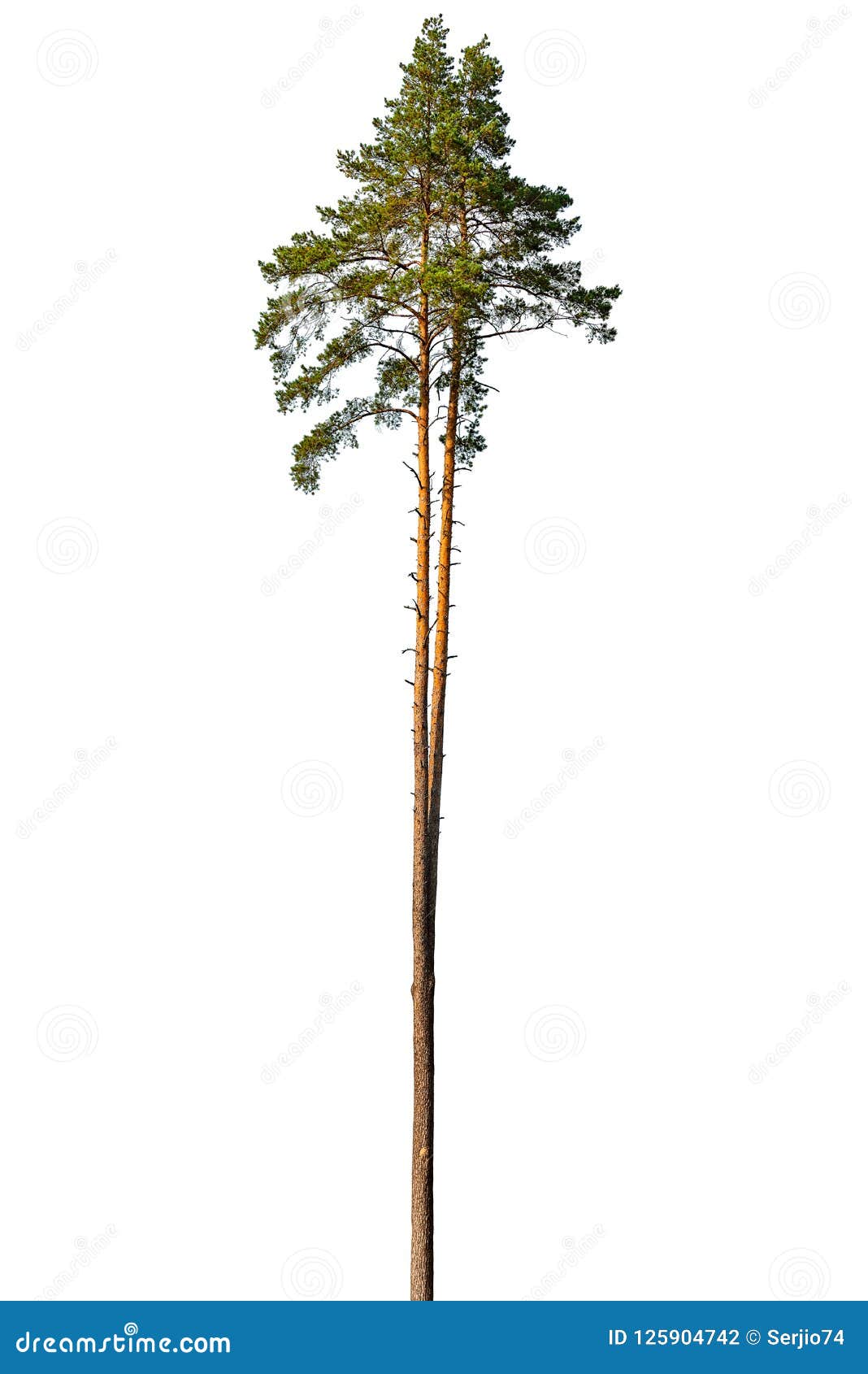 Tall pine tree. stock photo. Image of ecology, park - 125904742