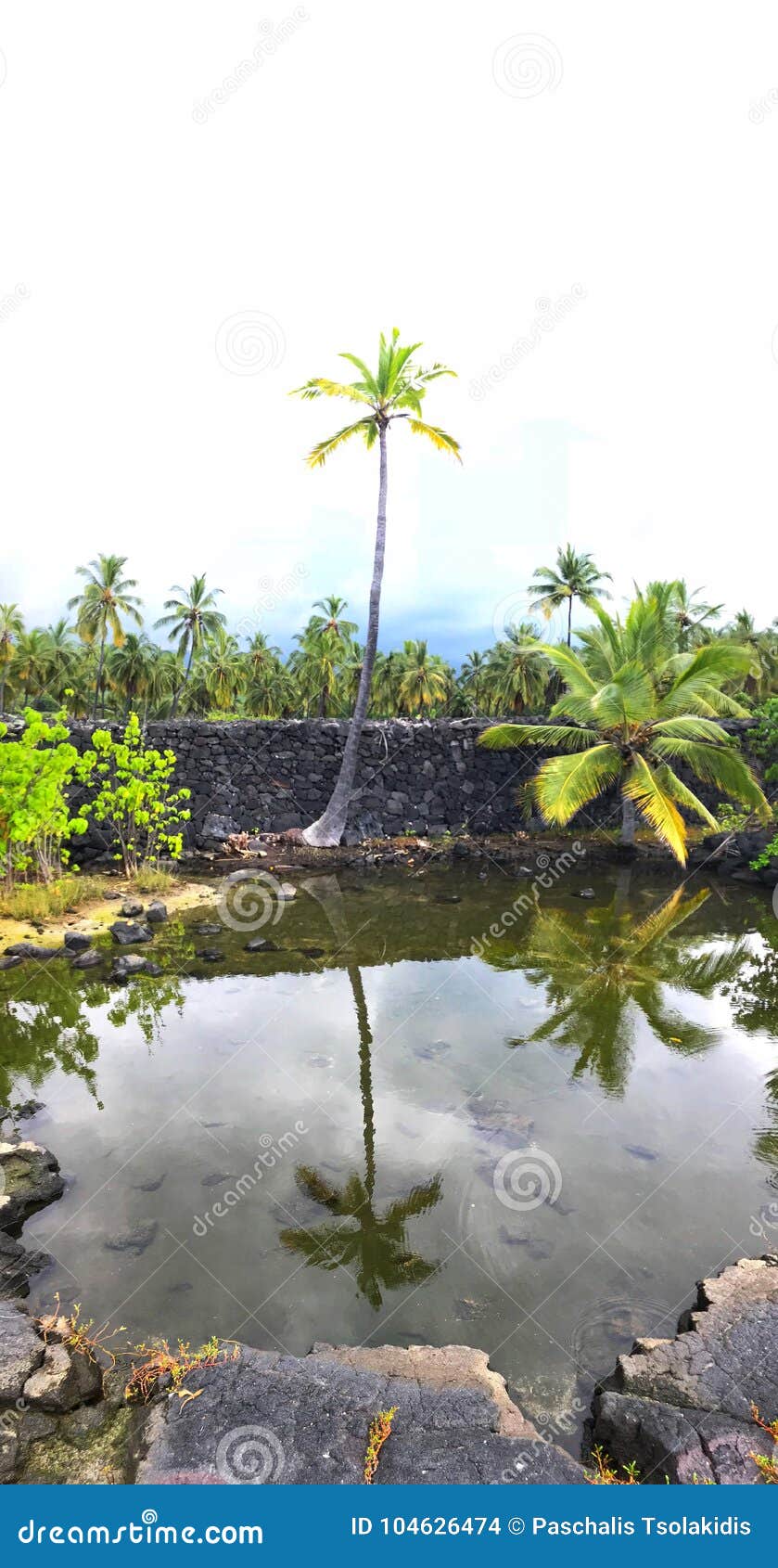 Palm tree reflection stock photo. Image of tall, reflection - 104626474