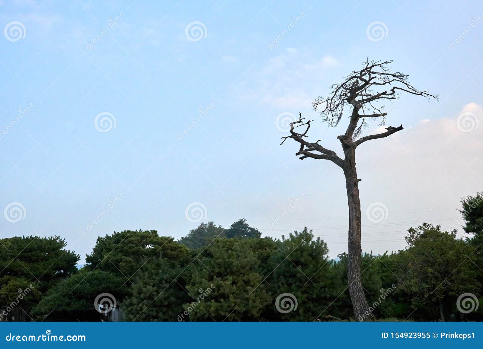 Tall Pine Tree without Leaves Standing Alone at a Forest in Jechun ...