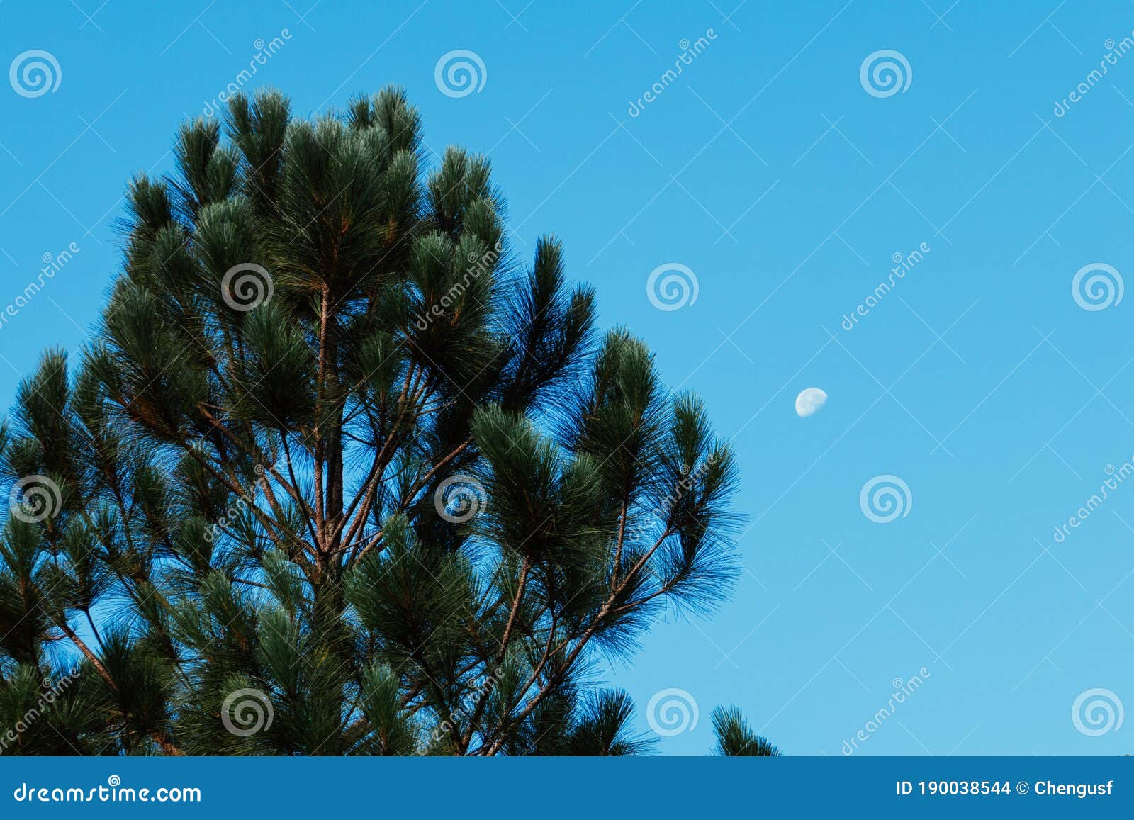Tall pine tree stock photo. Image of moon, branch, season - 190038544