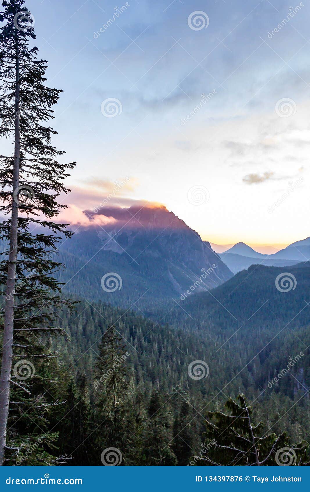 Tall Pine Tree with a Mountain at Sun Set Stock Photo - Image of nature ...