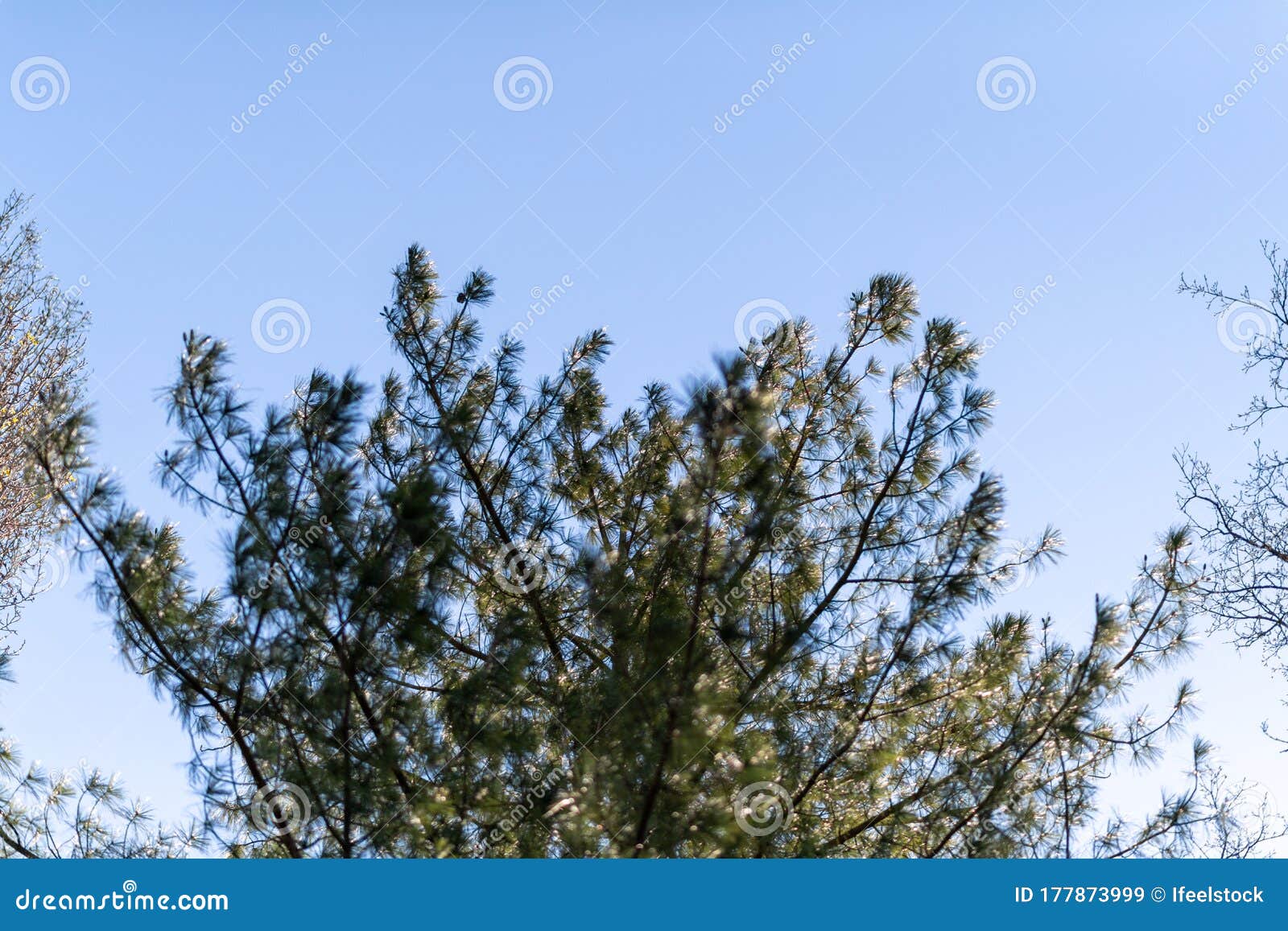 Tall Pine Tree with Multiple Fresh Needles on Branches Stock Image ...