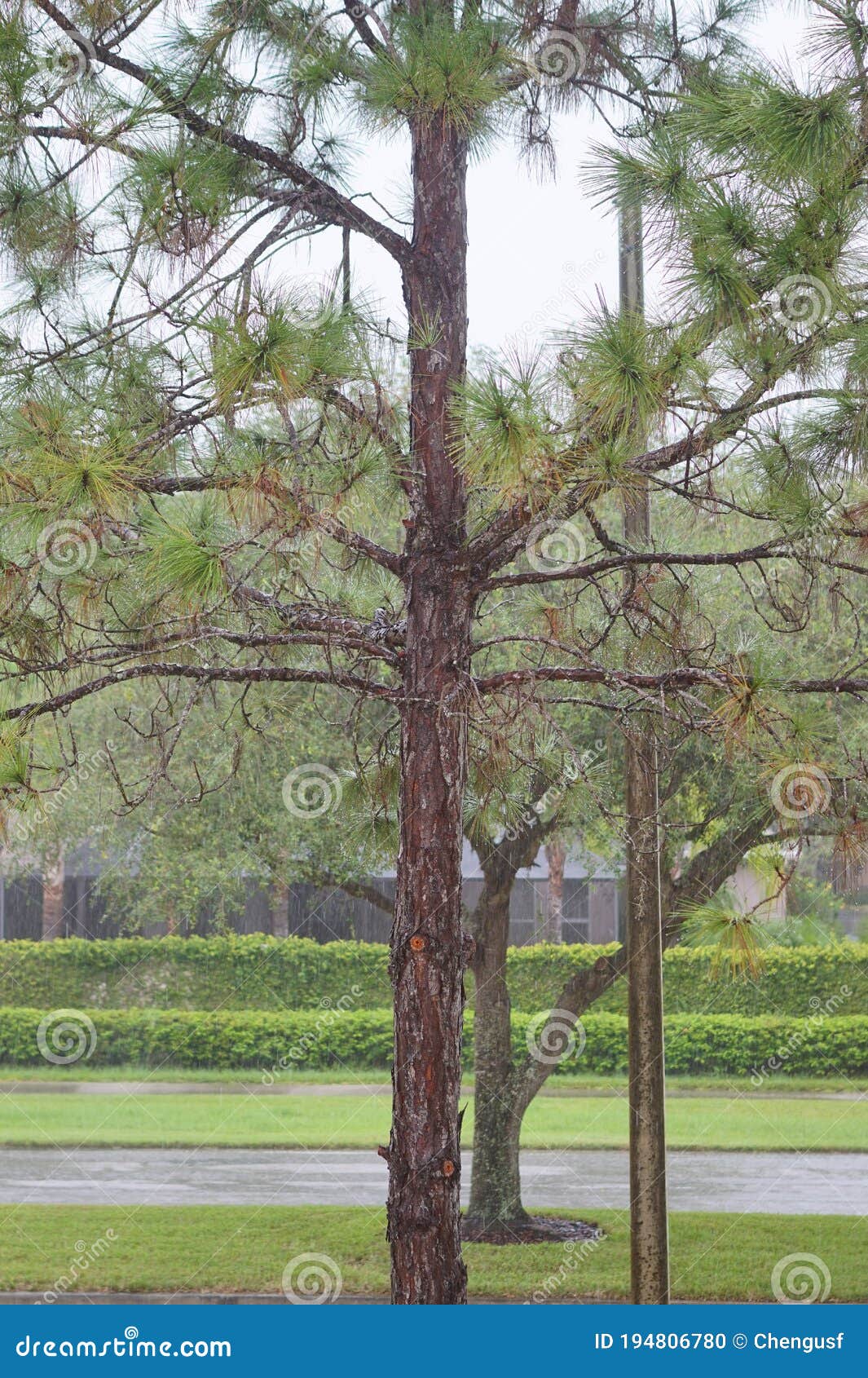 Pine tree in the rain stock photo. Image of nature, outdoor - 194806780