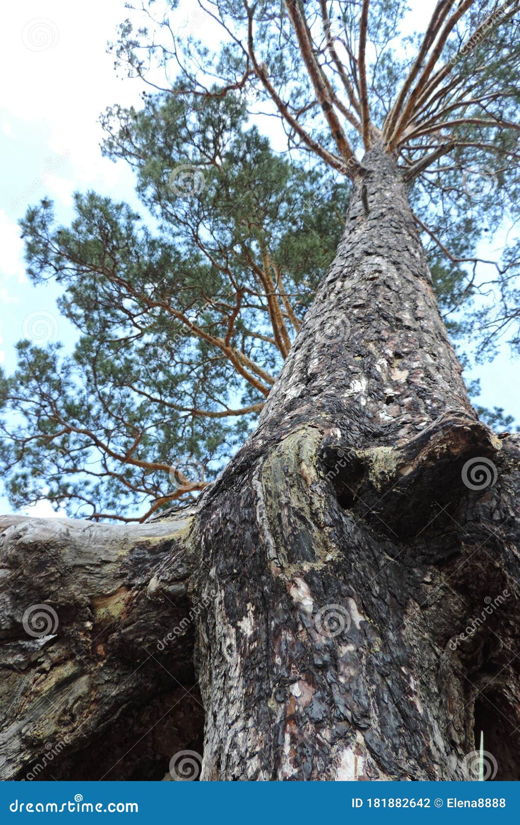 A Tall Pine Tree with Rough Powerful Roots that Have Come Out of the ... A Tall Pine Tree with Rough Powerful Roots that Have Come Out of the ...