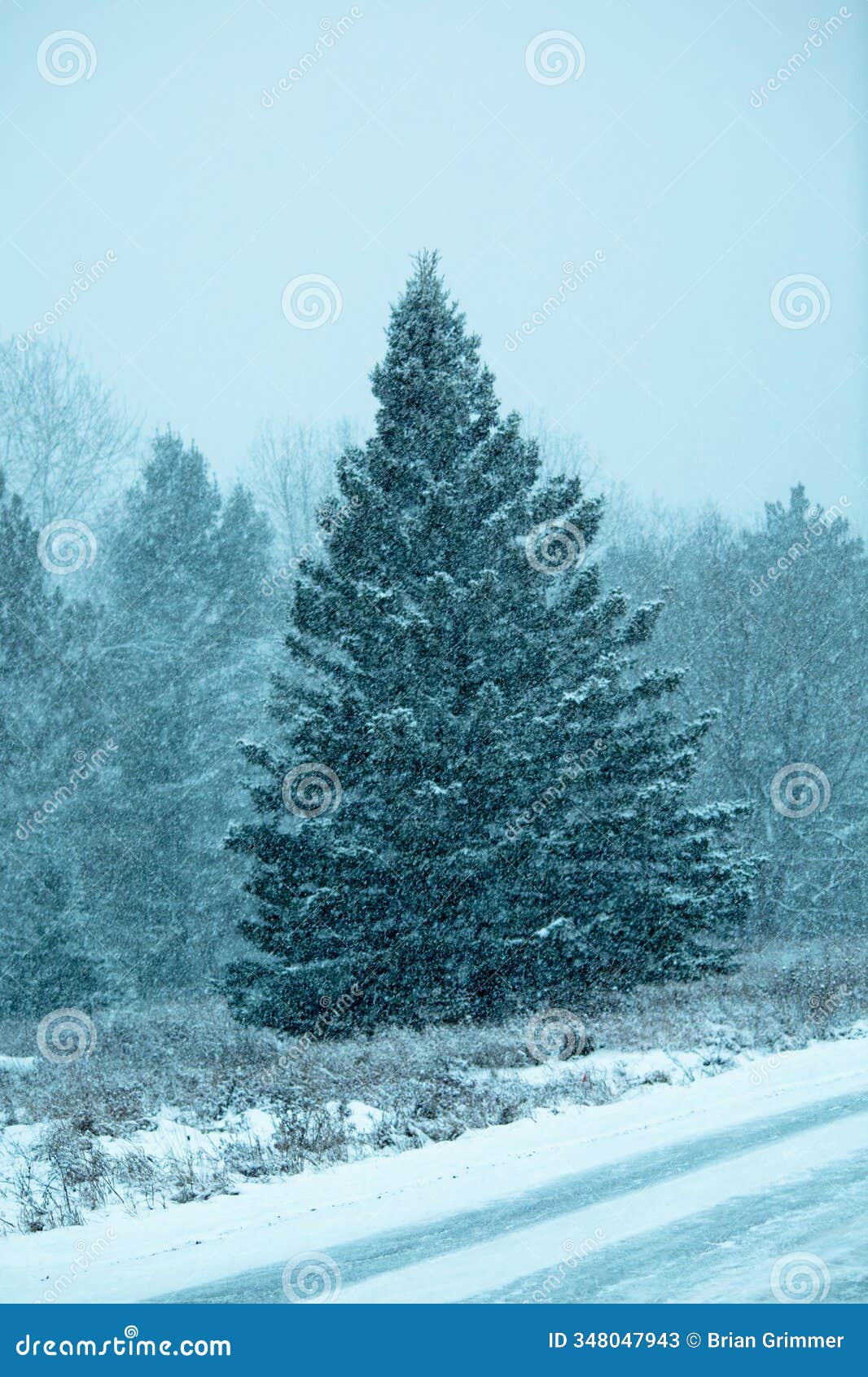 A Tall Pine Tree Covered in Snow Stock Image - Image of snow ...
