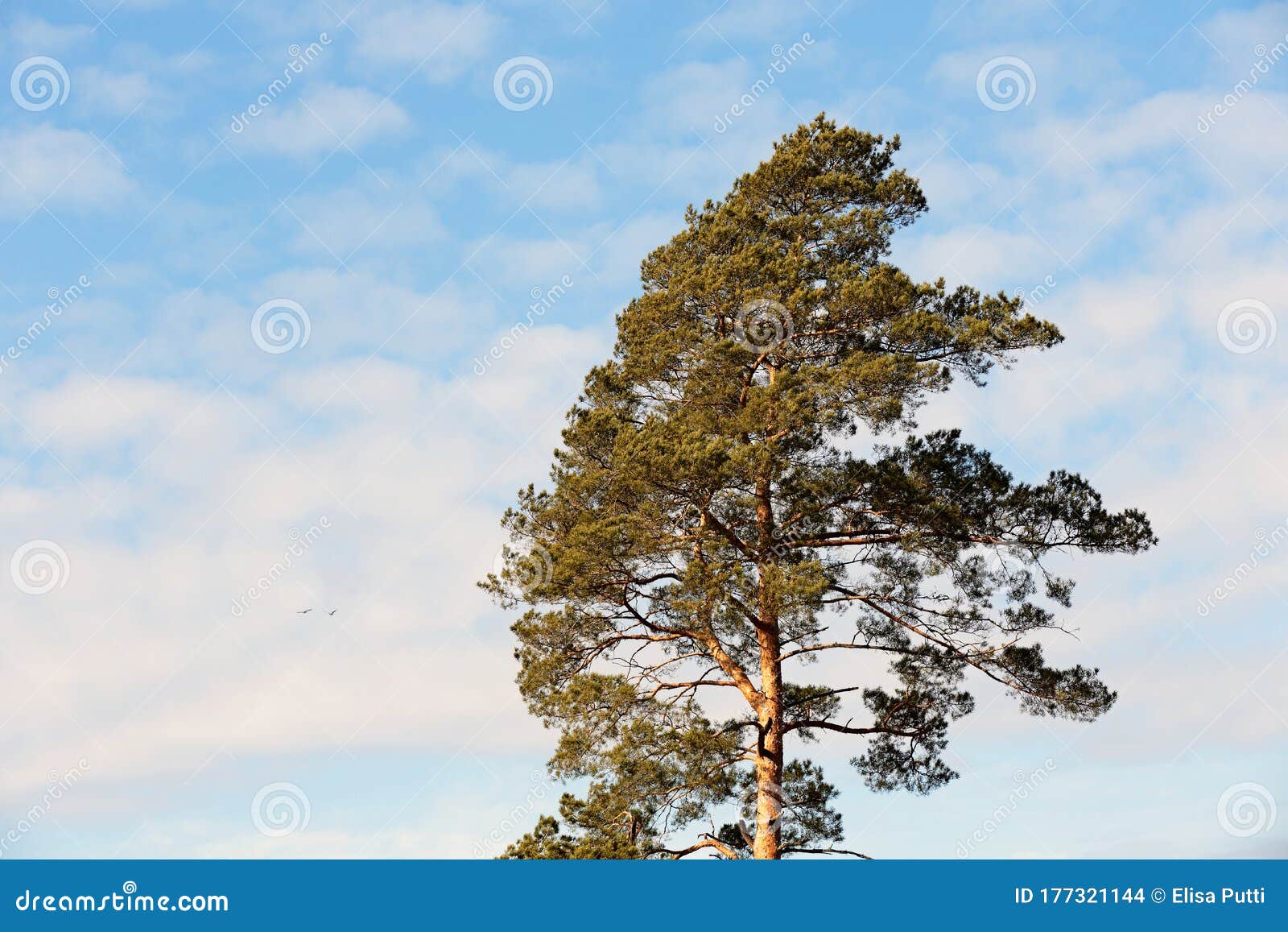 A Tall Pine Tree Standing in Spring Light Stock Photo - Image of trees ...