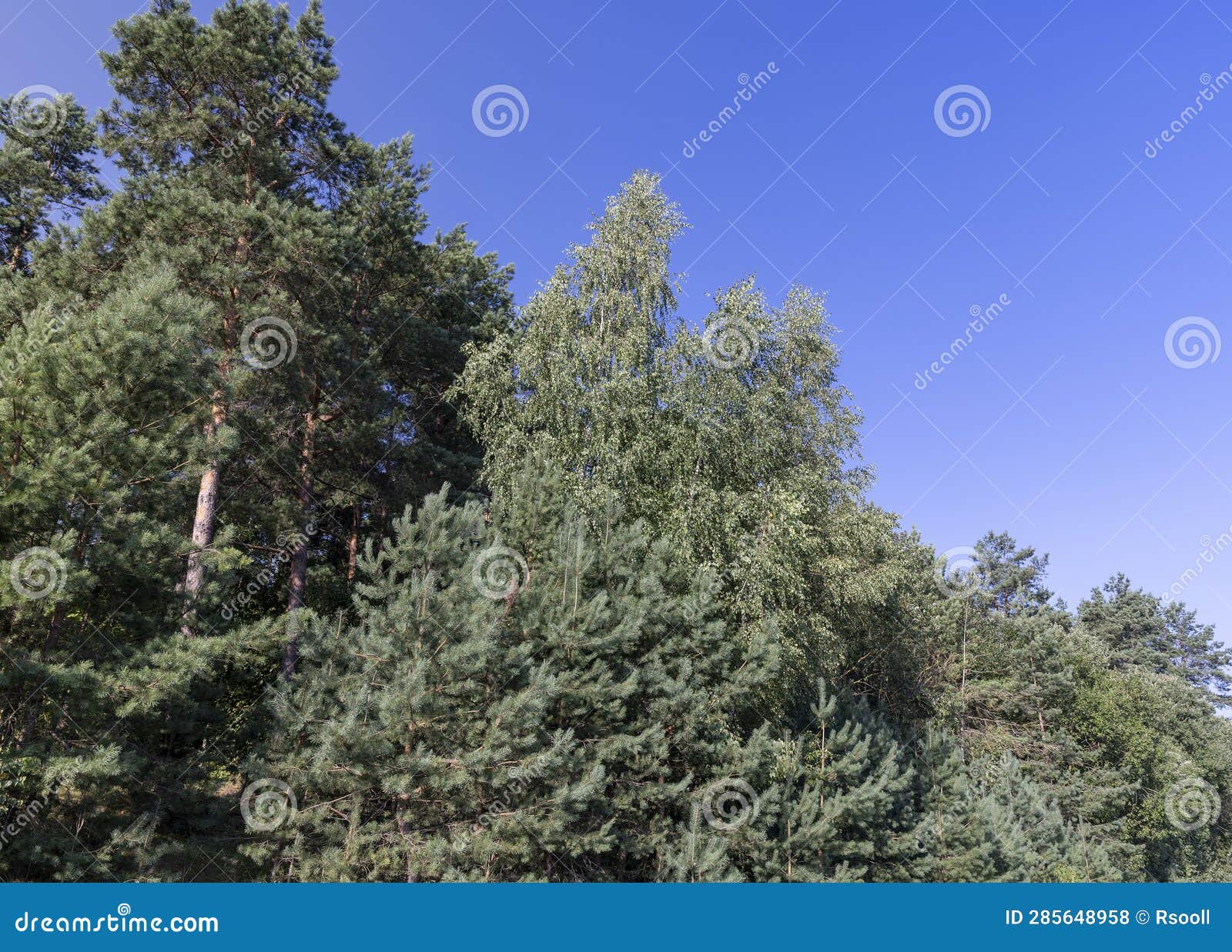 Tall pine tree in summer stock photo. Image of light - 285648958