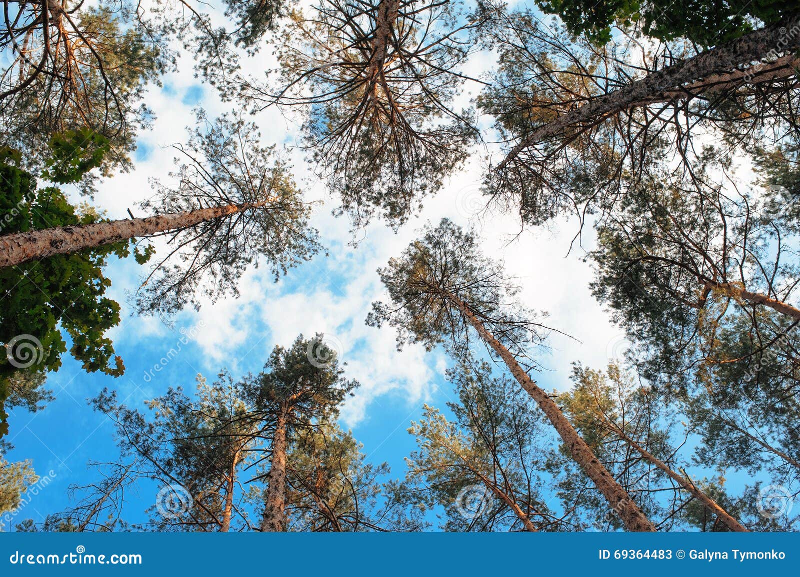 Tall Pine Tree Tops Against Blue Sky and White Clouds Stock Image ...