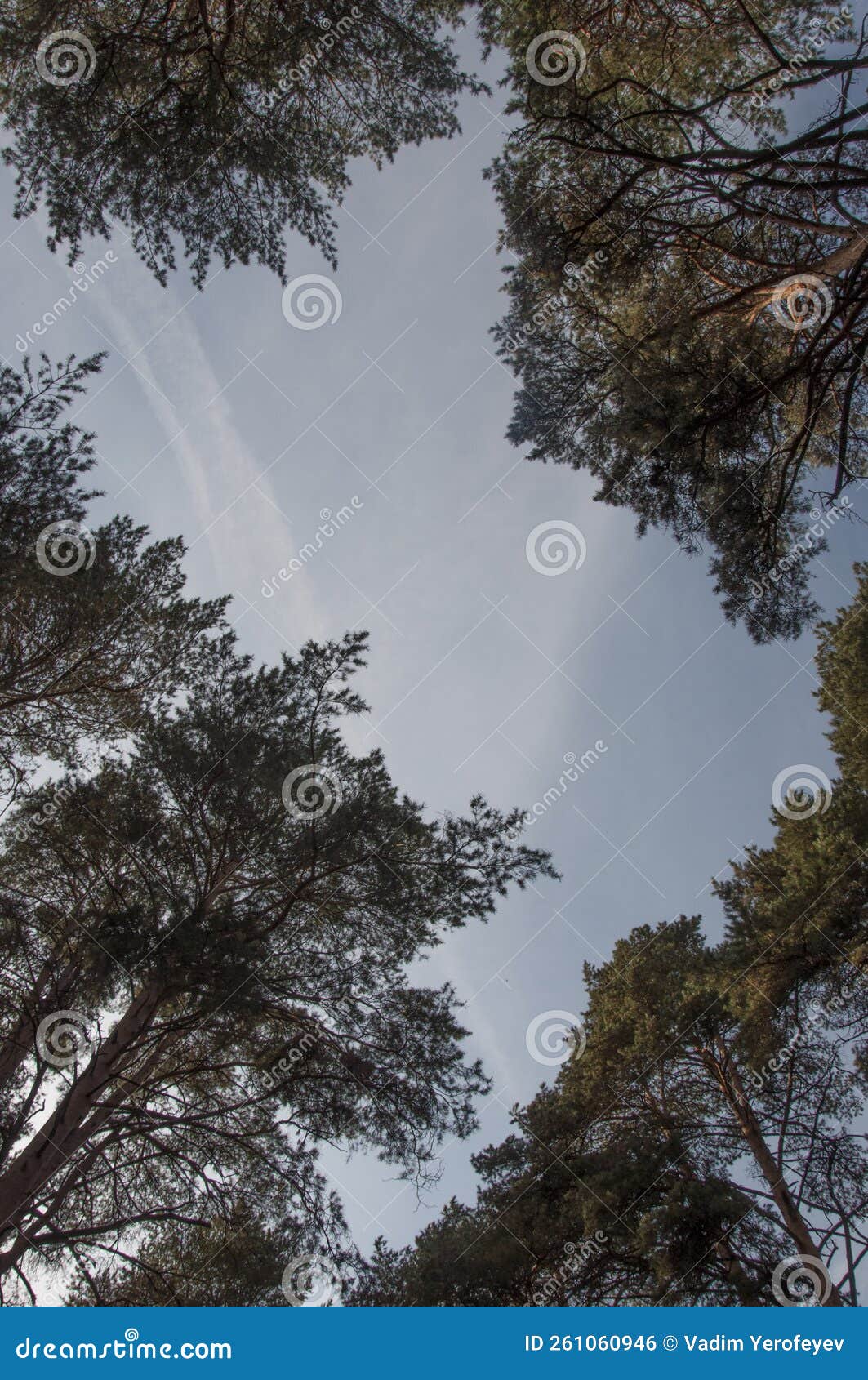 Tall Pine Tree Tops Against Blue Sky and White Clouds Stock Photo ...