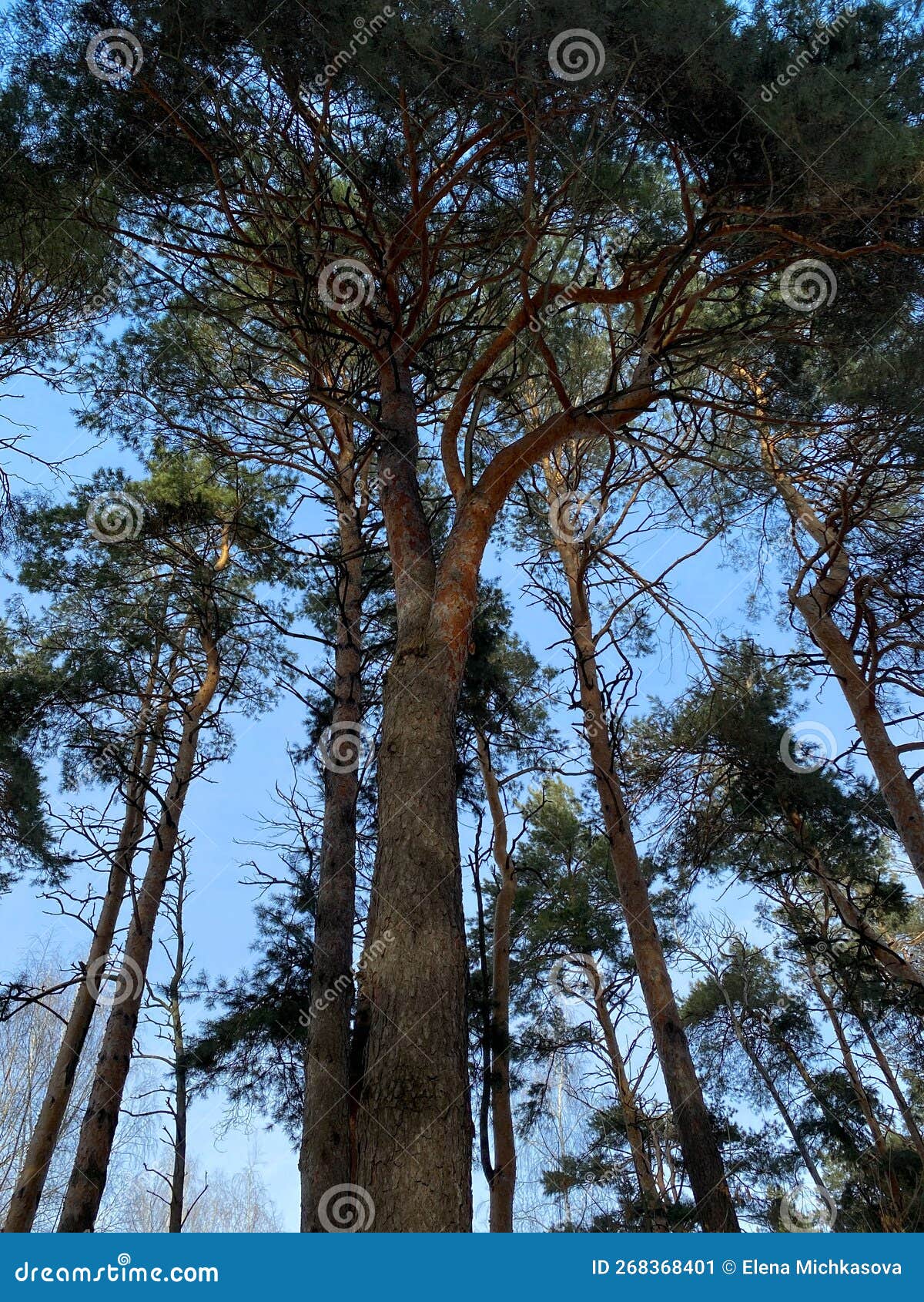 Tall Pine Tree with Two Trunks Against the Blue Sky in Winter Stock ...