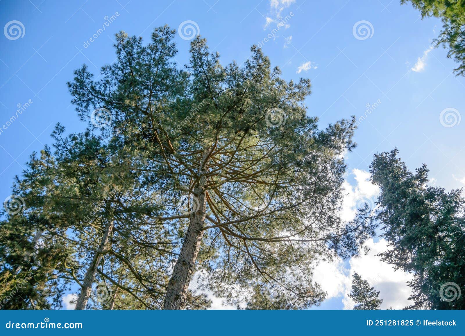 Tall Pine Tree View from Below with Multiple Cones and Clear Blue Sky ...