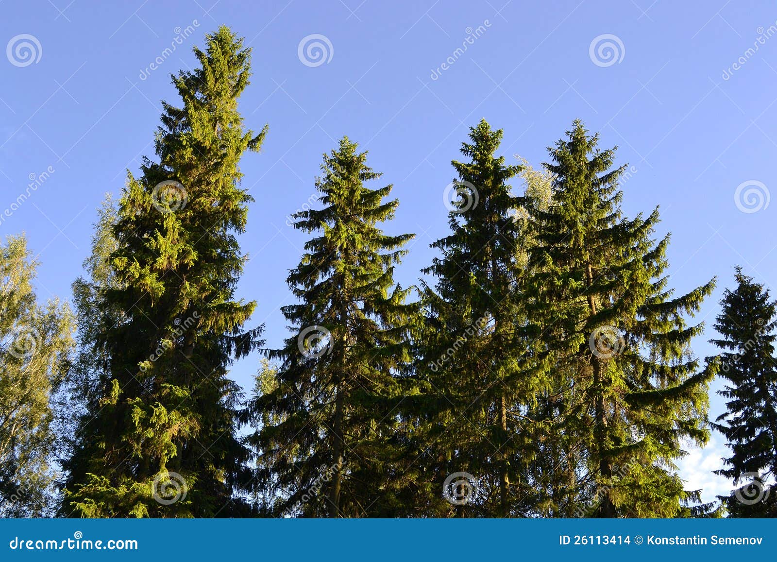 Tall pine trees stock photo. Image of nature, green, tall - 26113414