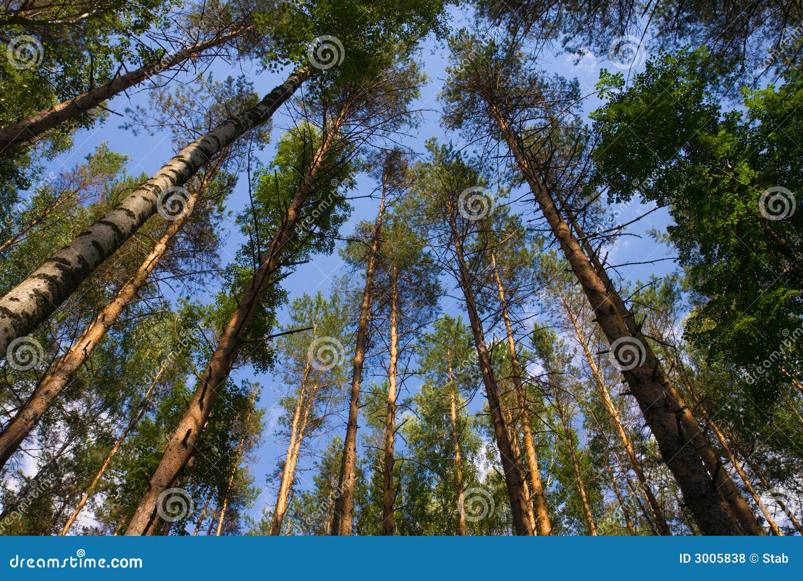 Tall Pine Trees Above Against Stock Photo - Image of coniferous, tall ...