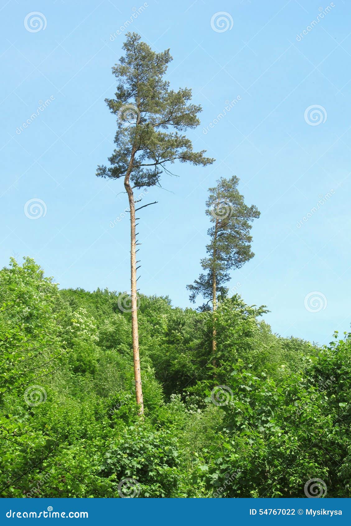 Tall pine trees stock photo. Image of height, woodland - 54767022