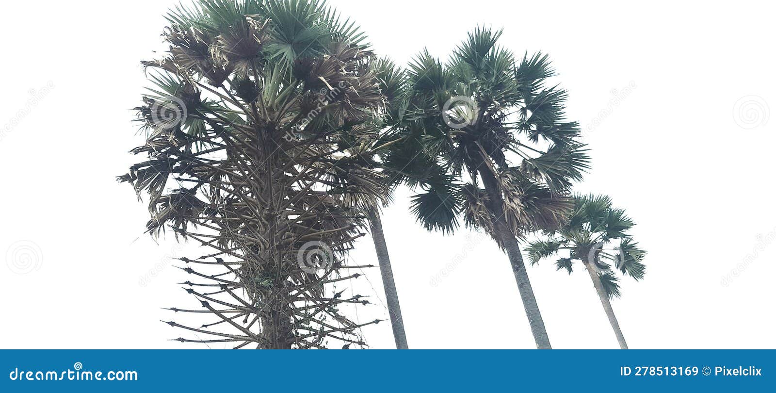 Tall Pine Trees Captured from Long Distance. Stock Image - Image of ...