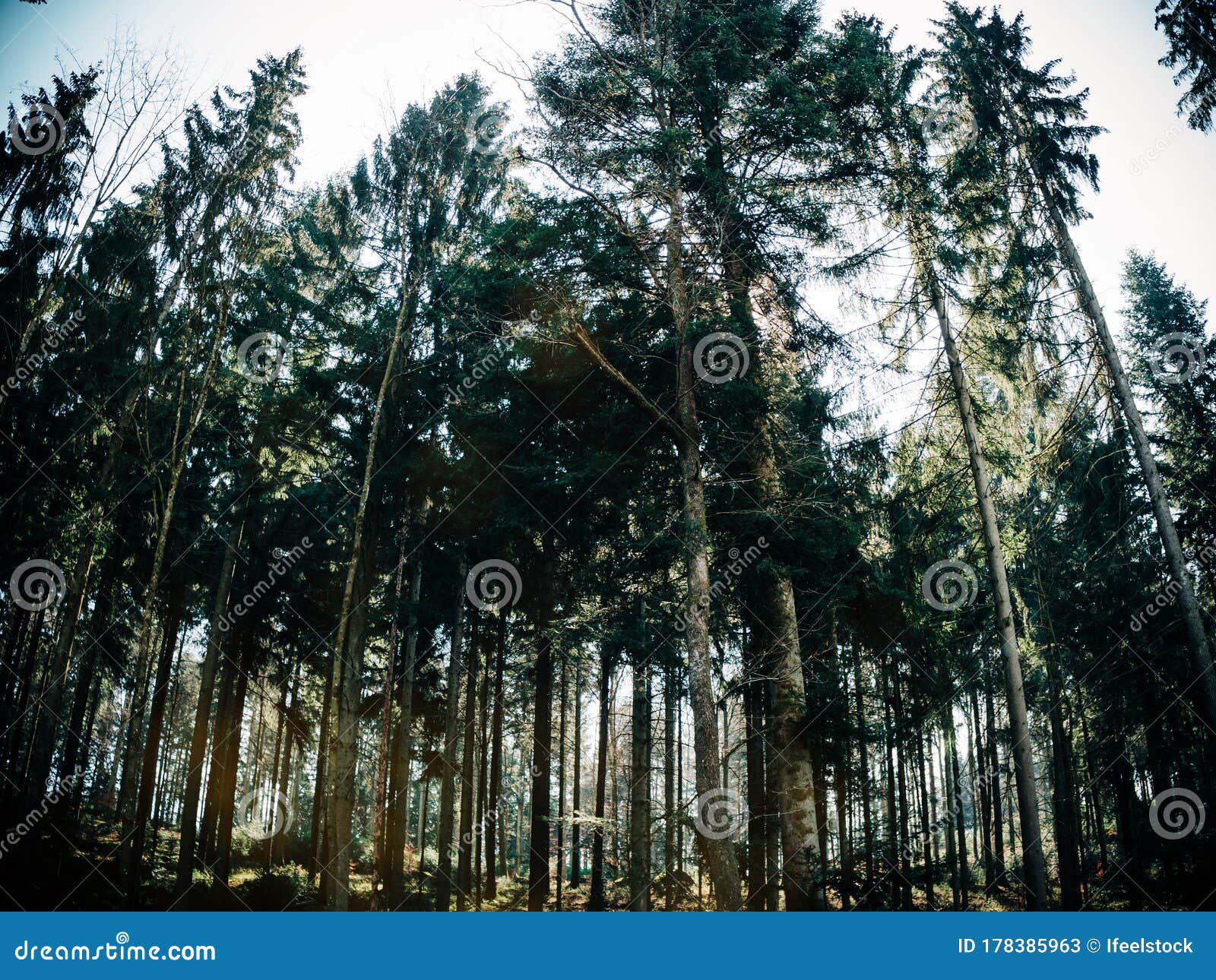 Tall Pine Trees in European German Forest Stock Image - Image of blue ...