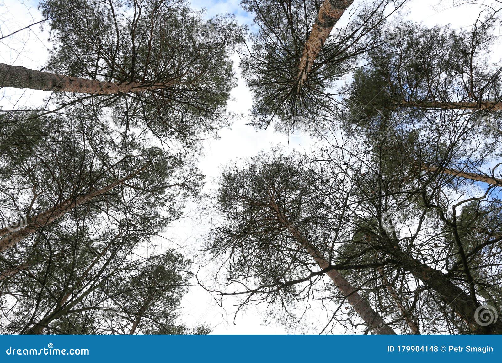 Tall Pine Trees in the Forest Bottom-up View Stock Photo - Image of ...