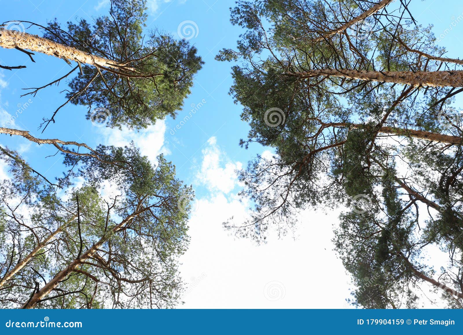 Tall Pine Trees in the Forest Bottom-up View Stock Image - Image of ...
