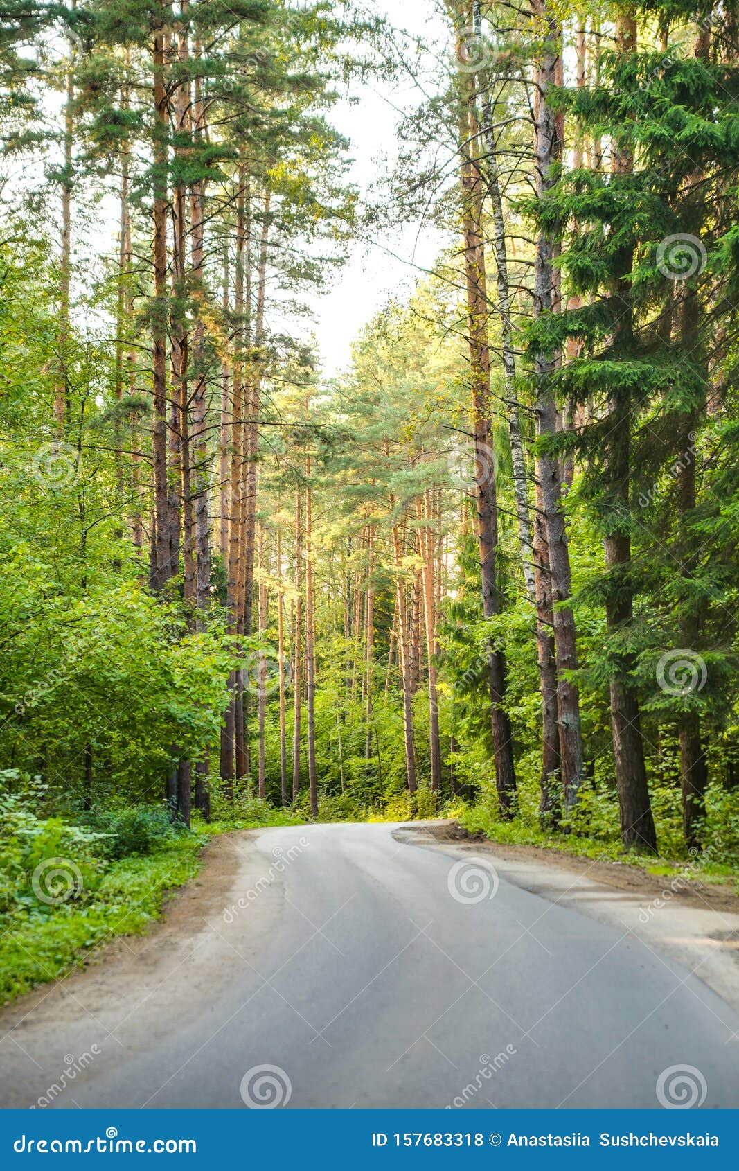 Tall Pine Trees Forest Road Stock Photo - Image of beauty, lane: 157683318