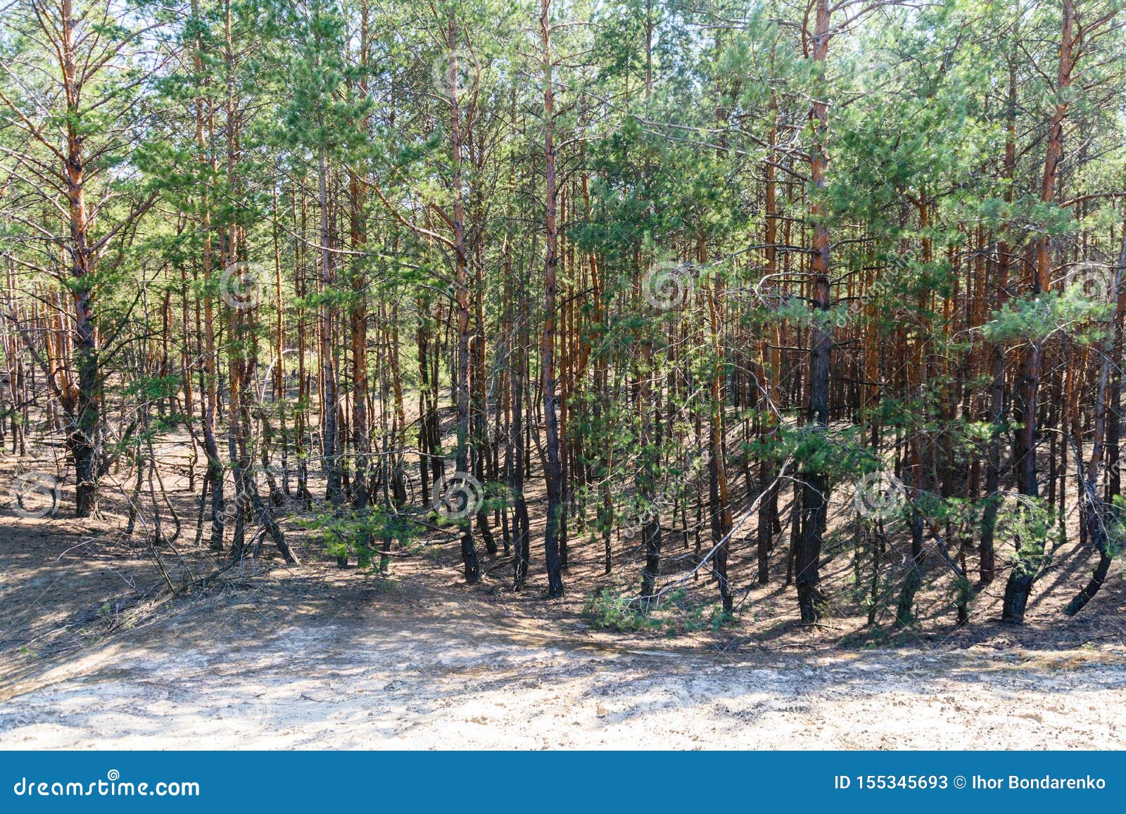 Tall Pine Trees in a Forest on Spring Stock Image - Image of coniferous ...