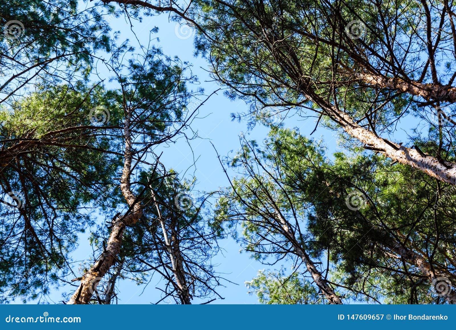 Tall Pine Trees in a Forest on Spring. Looking Up Concept Stock Image ...