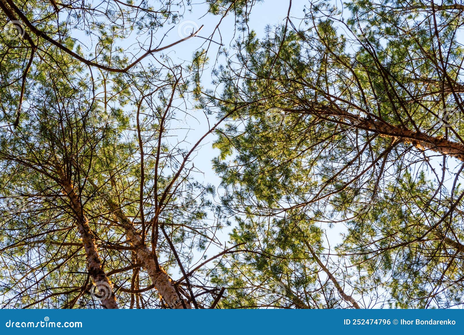 Tall Pine Trees in a Forest on Spring. Looking Up Concept Stock Photo ...
