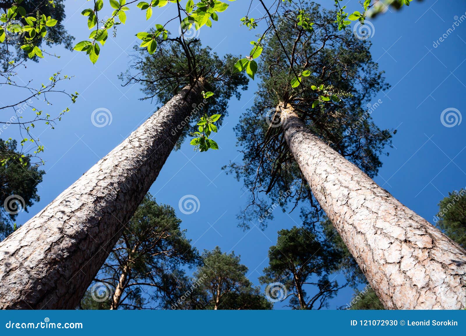 Tall Pine Trees in the Forest Under Blue Sky, Bottom Perspective View ...