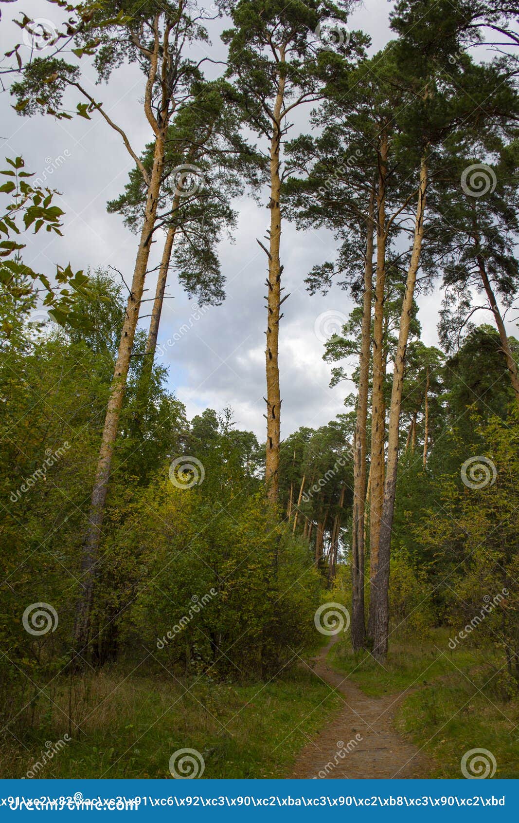 Tall Pine Trees Hang Over the Path Stock Image - Image of landscapes ...