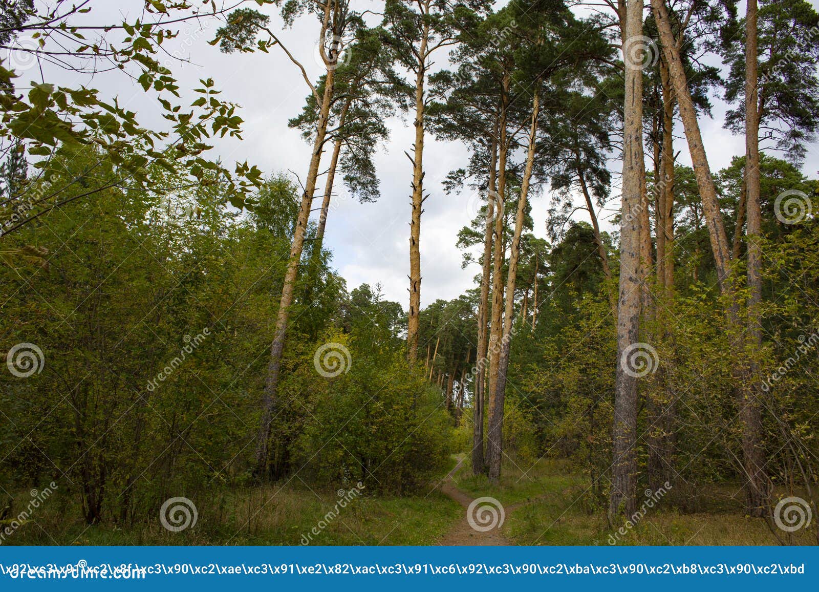 Tall Pine Trees Hang Over the Path Stock Image - Image of thicket ...